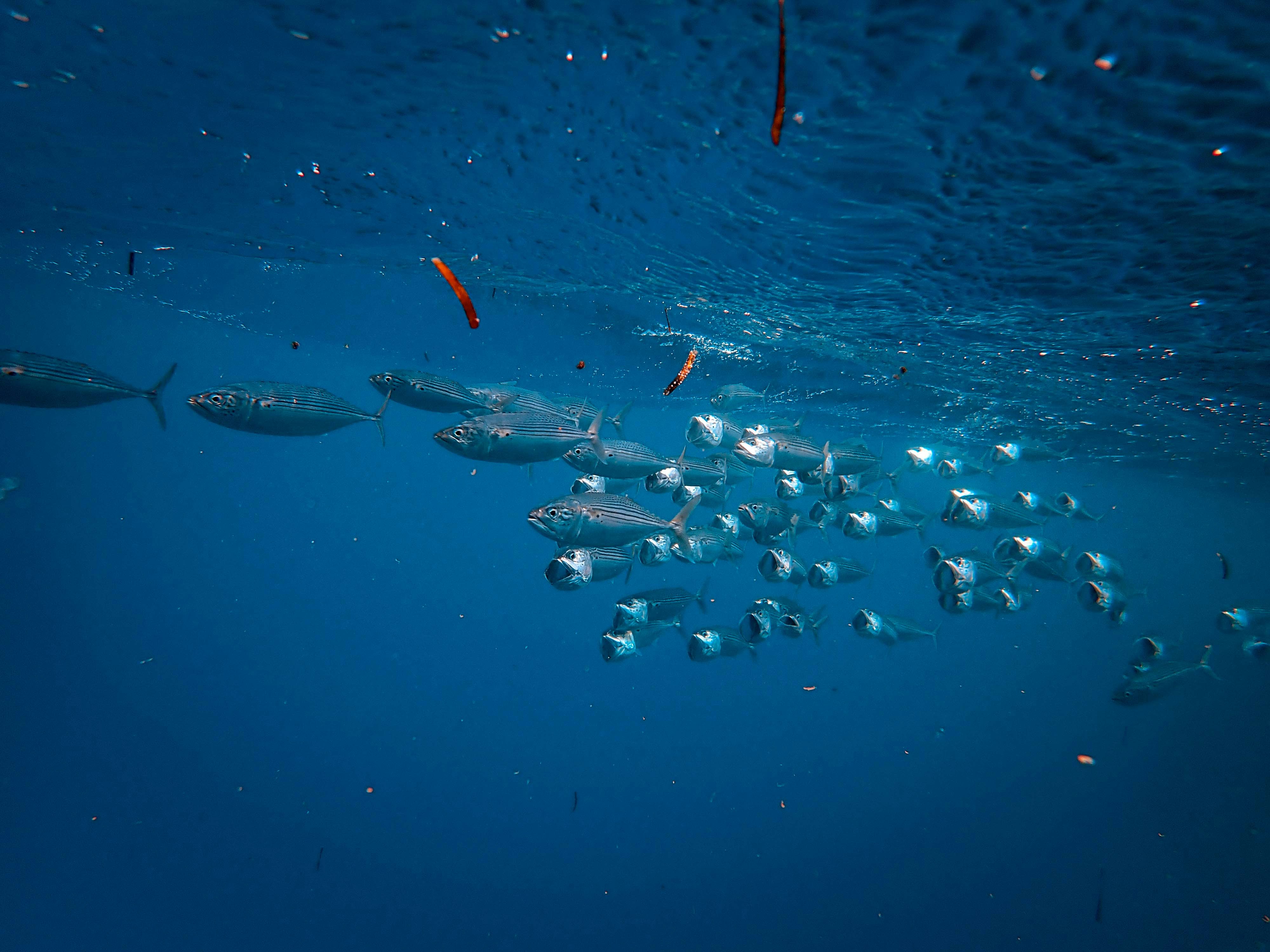 Overfishing Pictures | Download Free Images on Unsplash