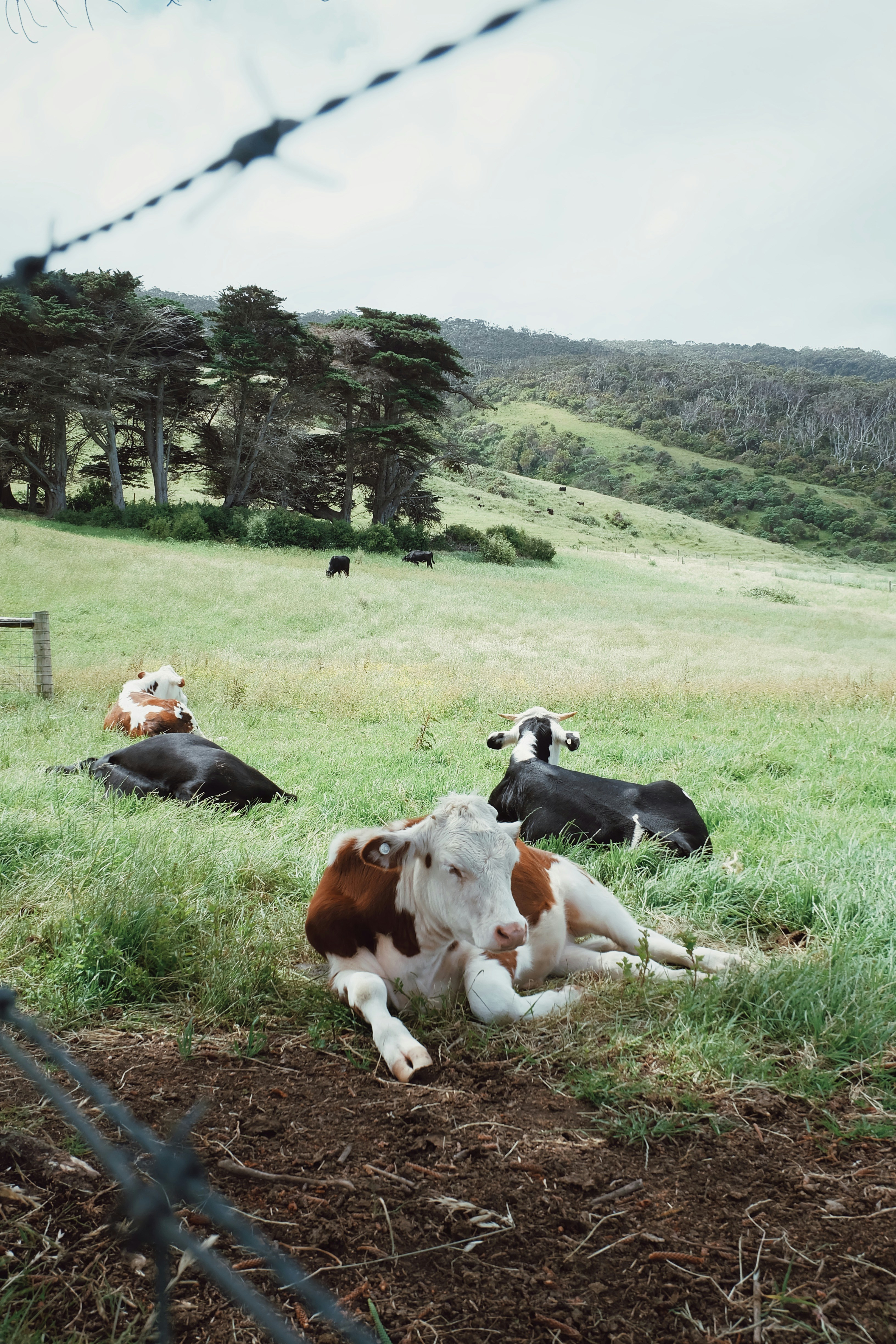 A group of cows resting in a lush green field, surrounded by trees and rolling hills. The tranquil scene captures the essence of rural life.