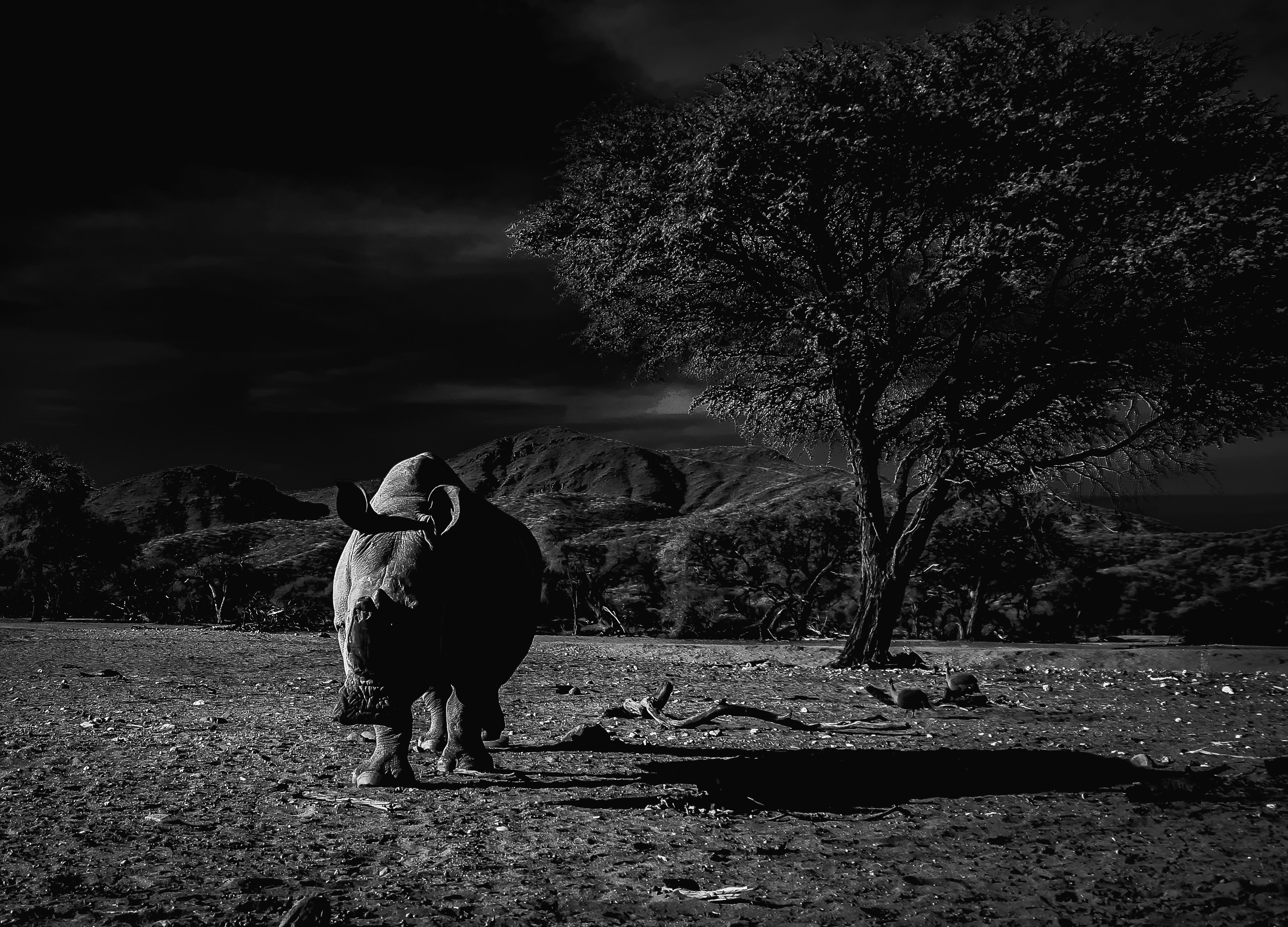 Rhino at Dusk: A solitary silhouette beneath a wind-sculpted treePeinge Nakale