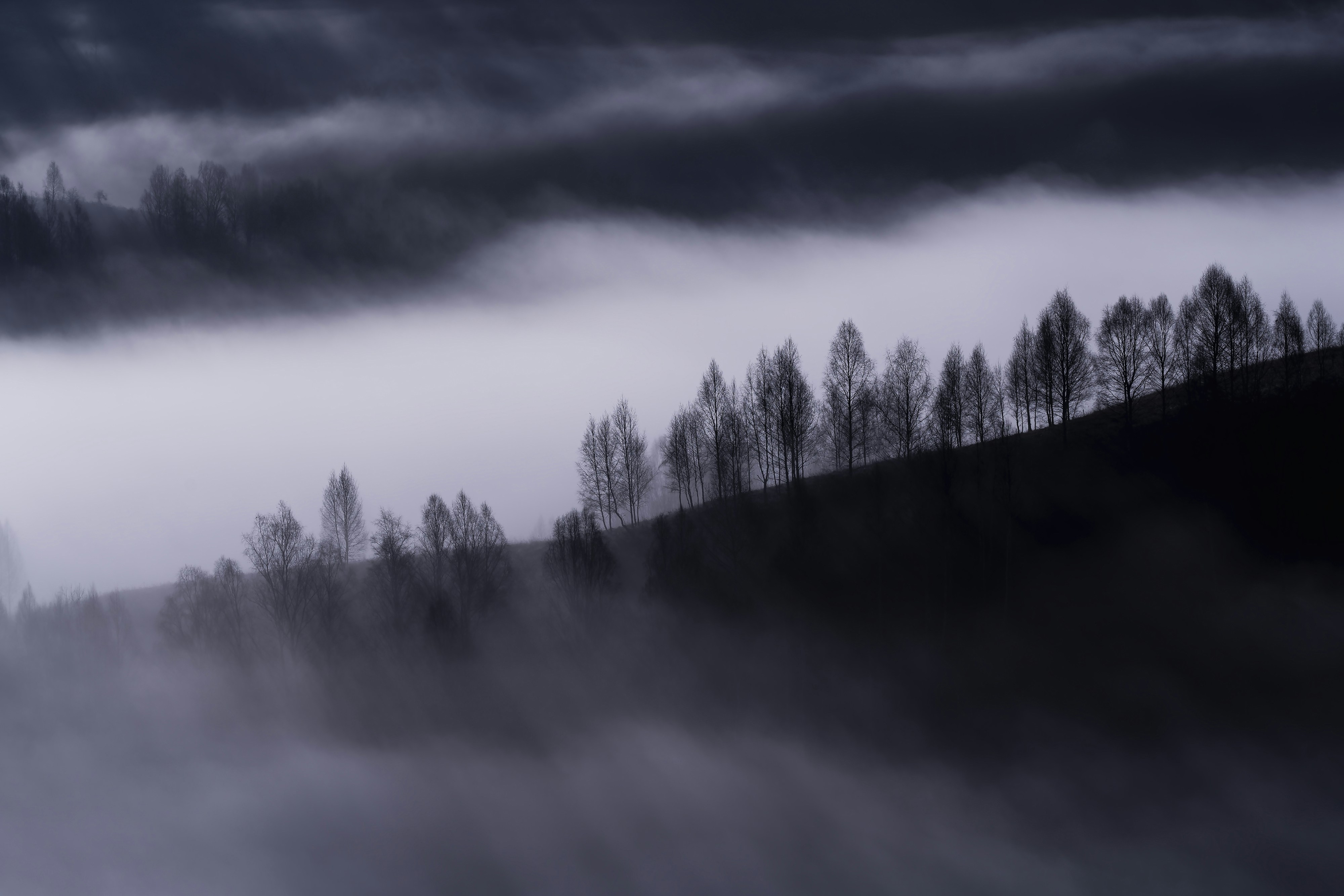 Silhouetted trees stand on a fog-covered hillside under a moody, cloudy sky.