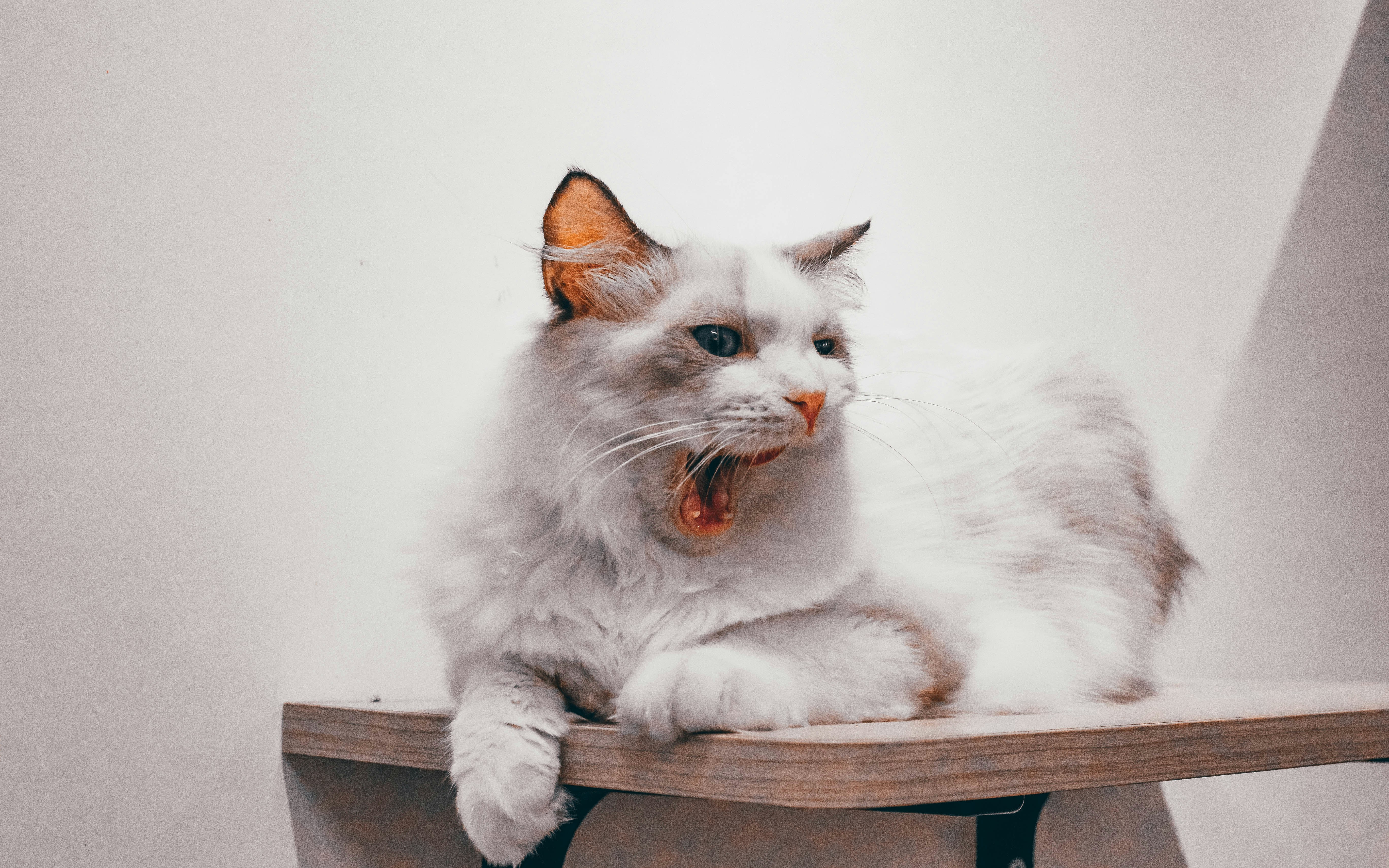 Fluffy white cat yawning while lounging on a wooden shelf against a minimalist background.