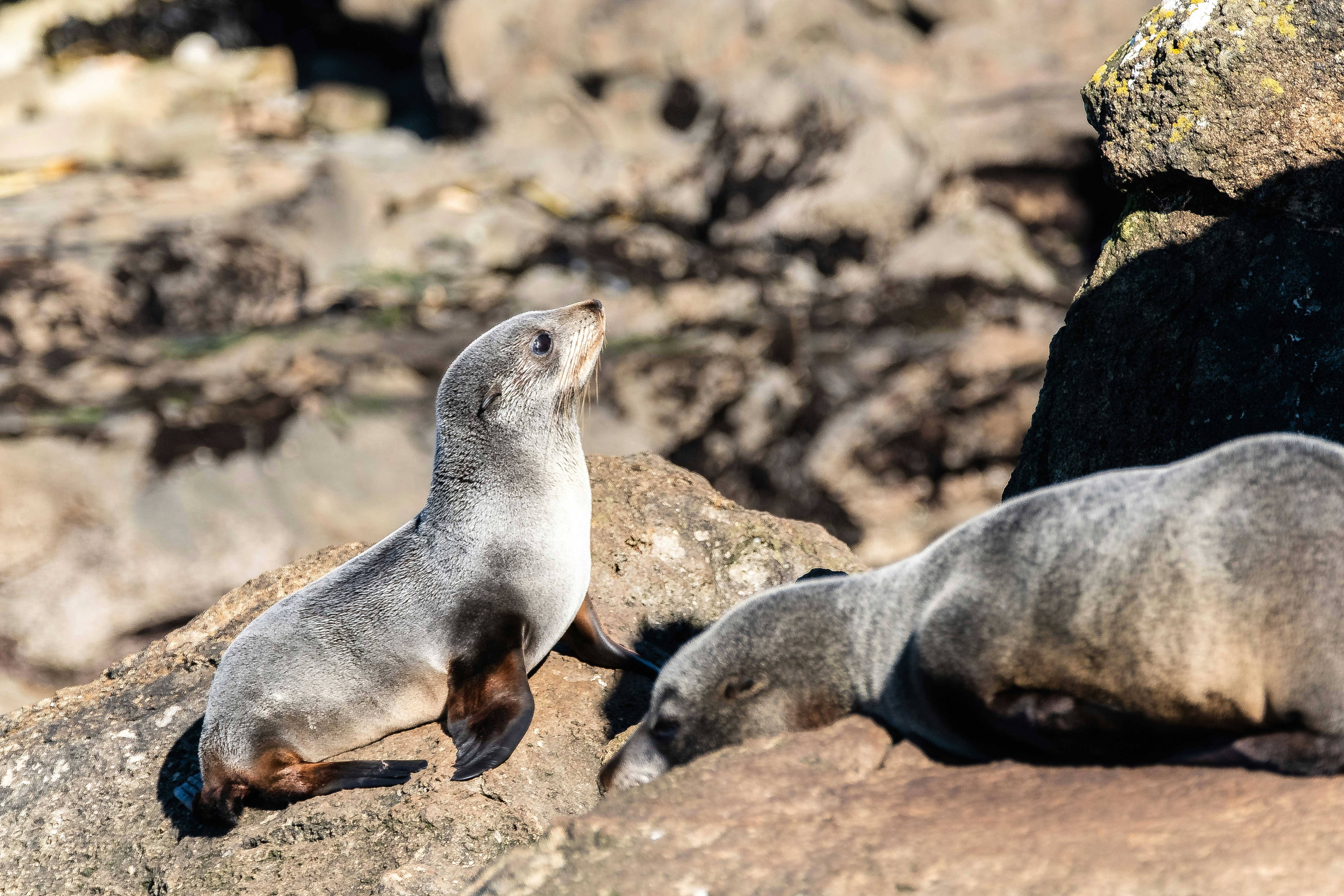 Seal on rocks photo – Free Animal Image on Unsplash