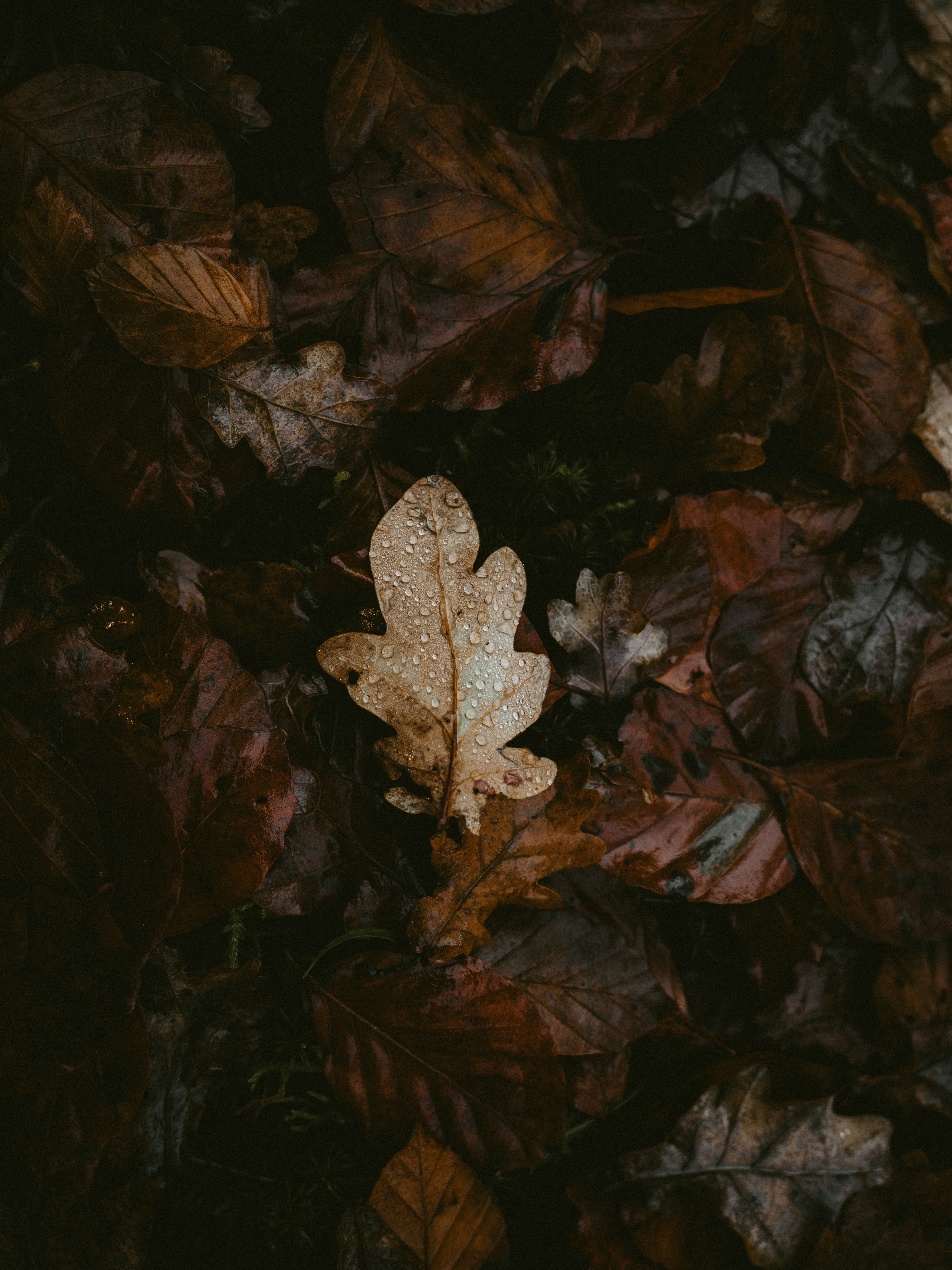 Autumn fall leaves flatlay wallpaper