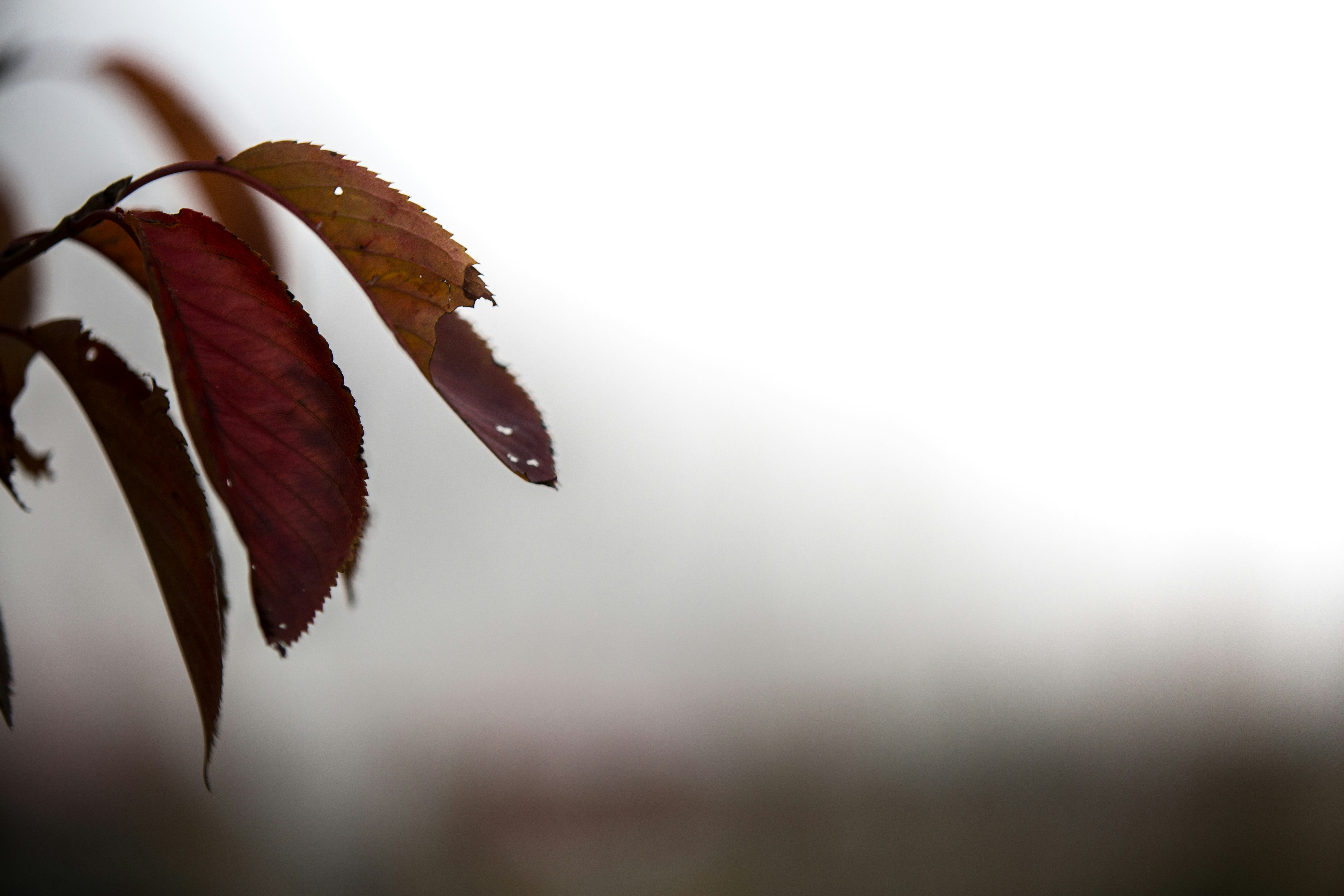 Edge of Autumn: Crimson Leaf in a Quiet Blur