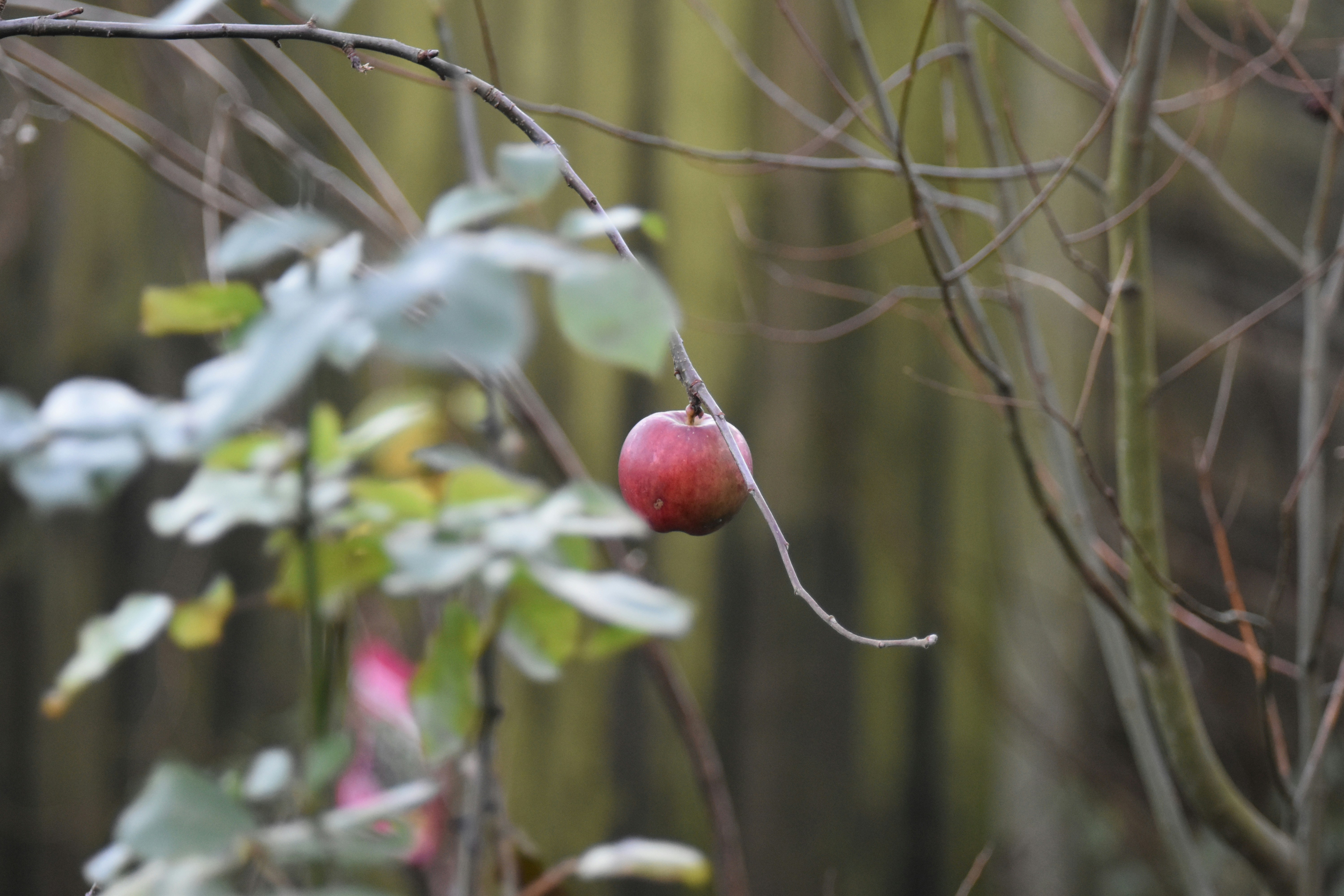 A solitary apple hangs from a bare branch amidst the muted greens and browns of late autumn foliage.