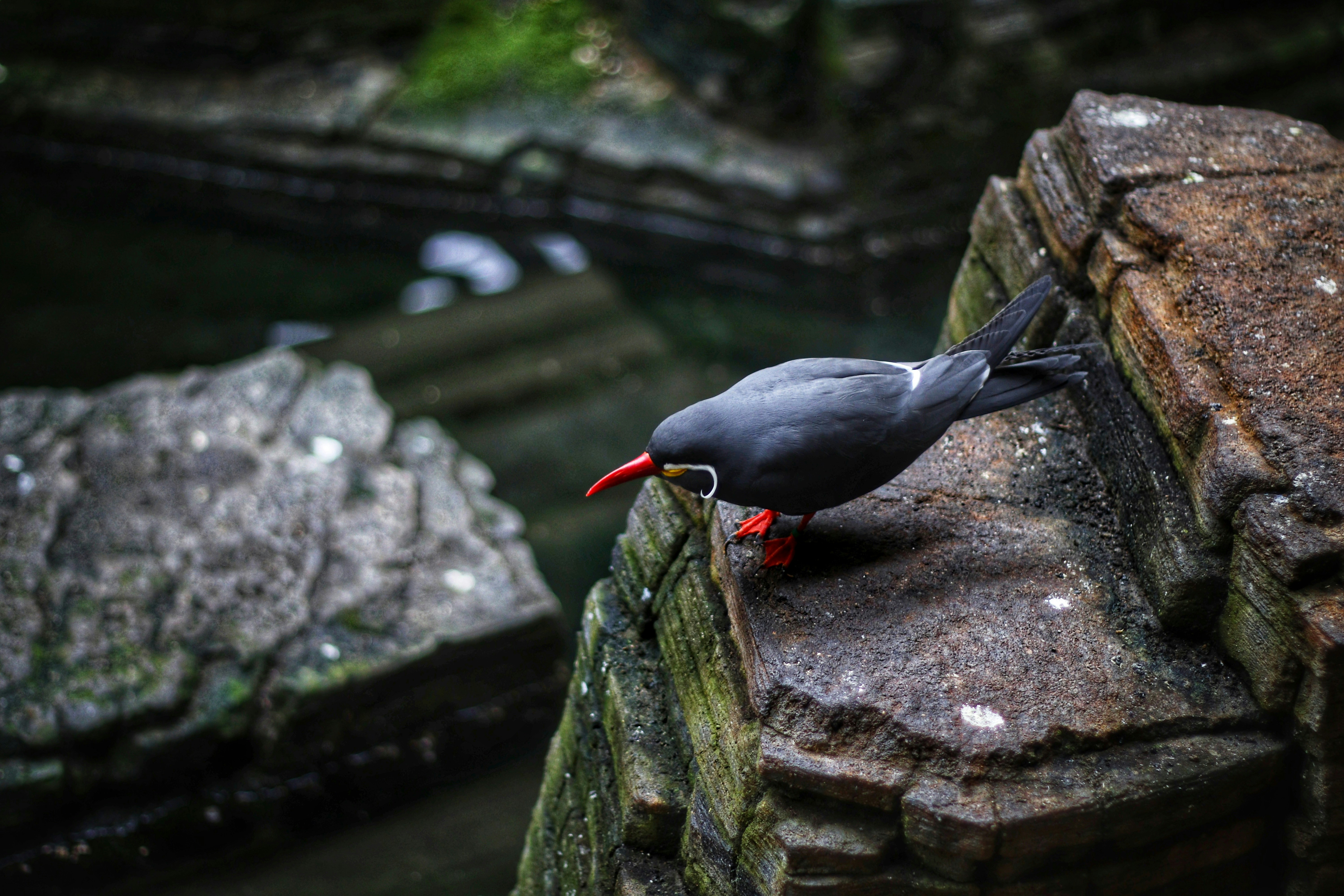 A black-capped bird with a vibrant red beak perches on a moss-covered rock, overlooking a serene waterway.