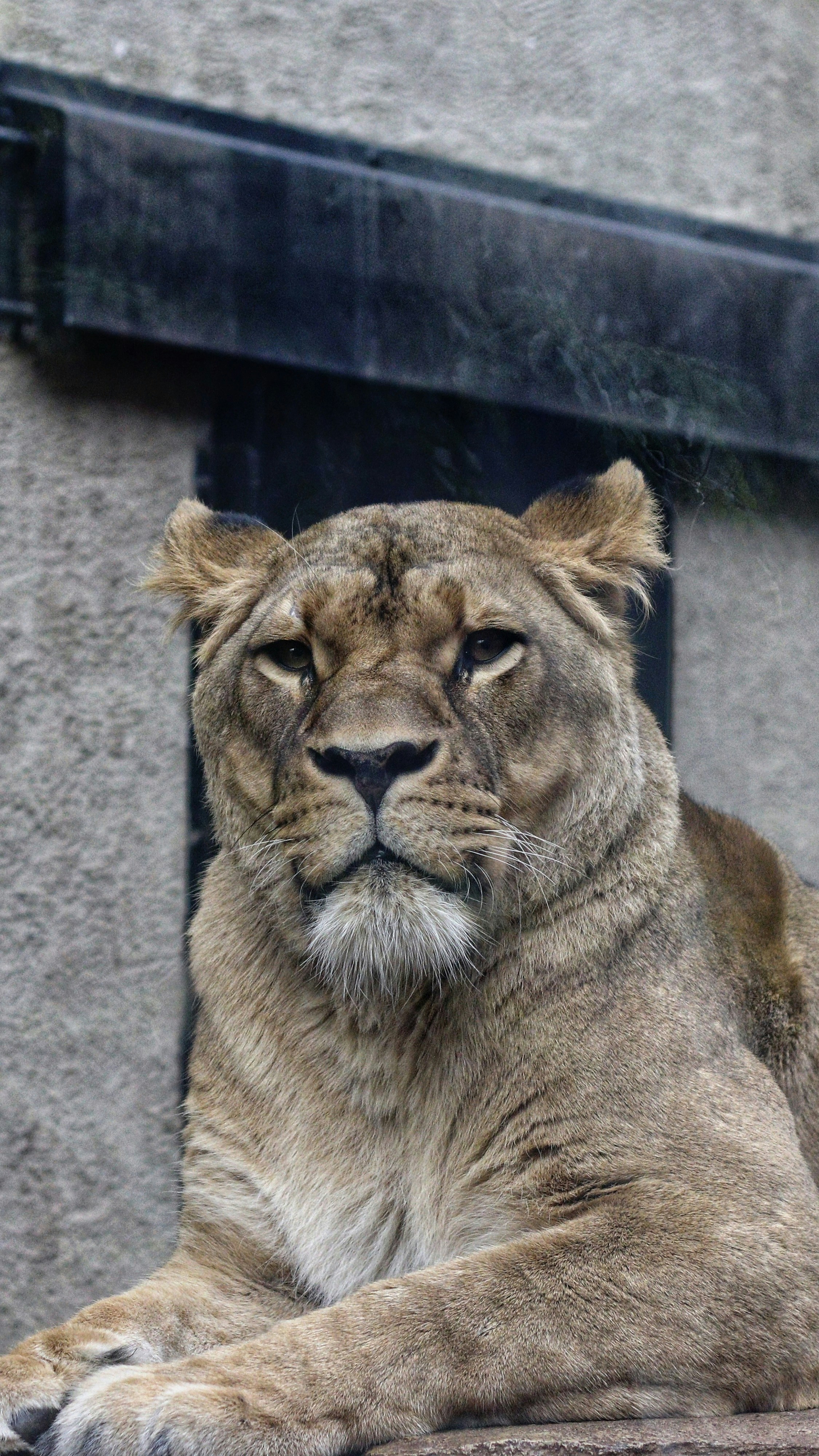 Regal Serenity: The Lioness at Rest