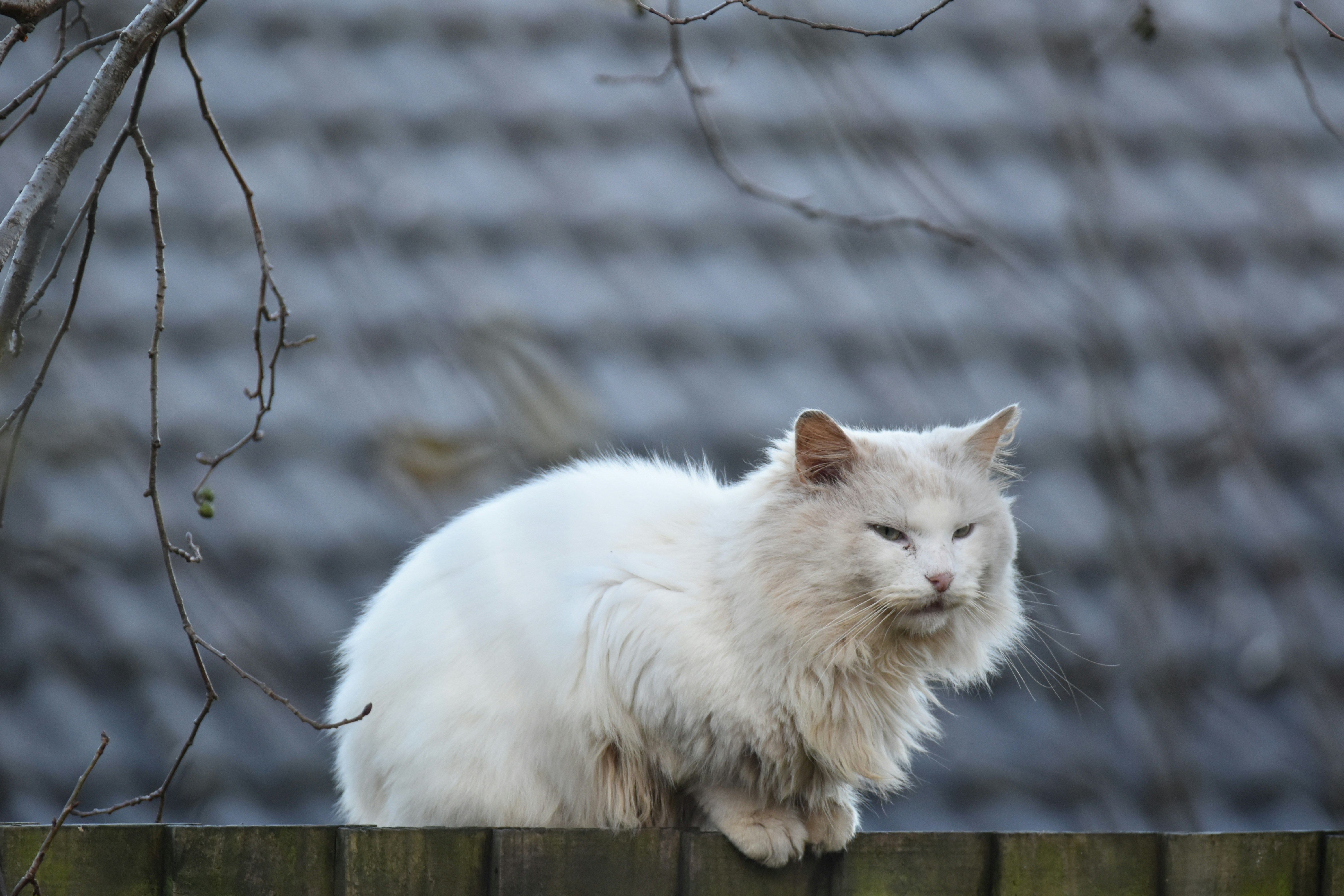 White fluffy cat perched on a wooden fence with a blurred background of a patterned surface.