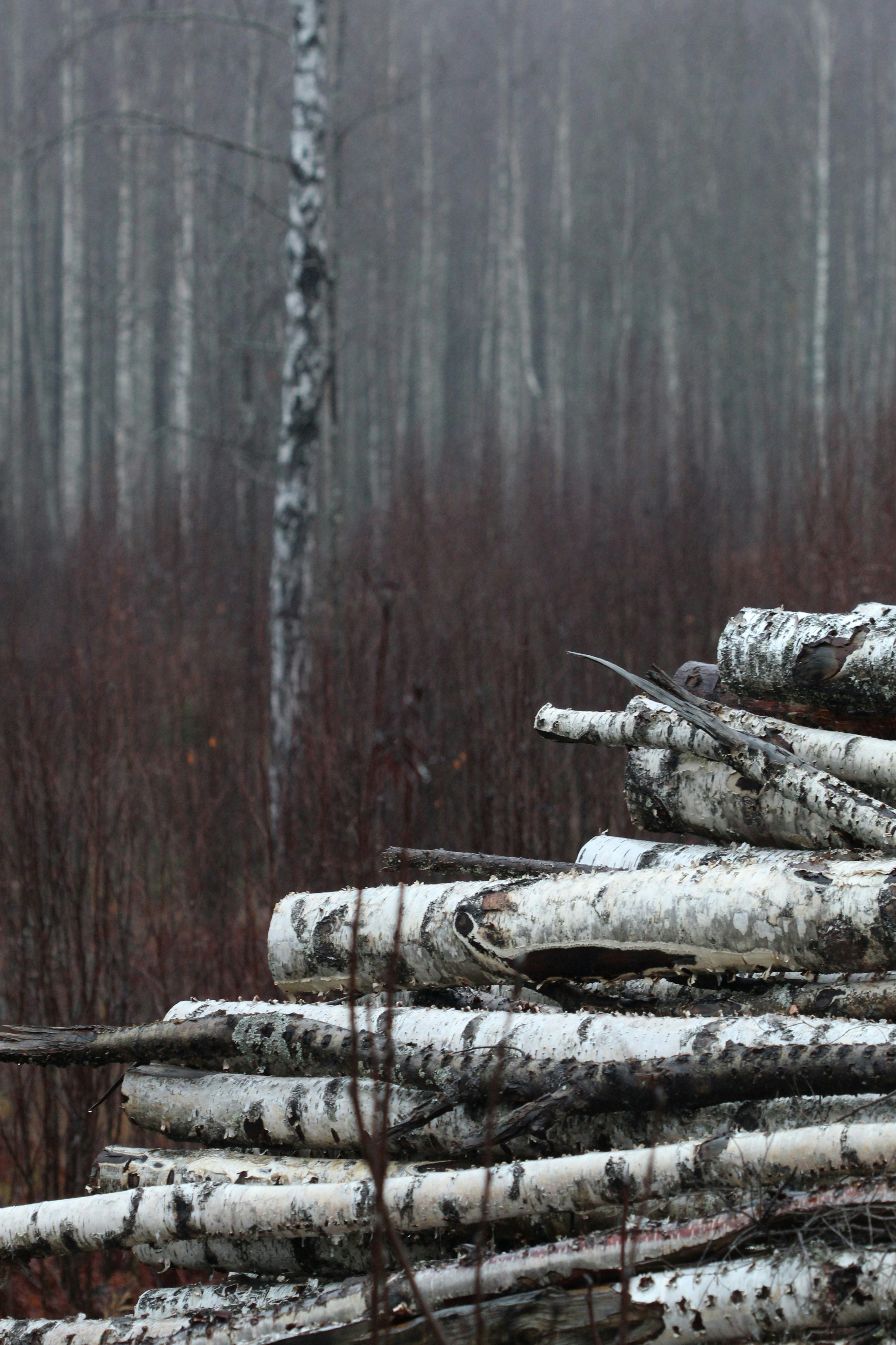 Birch tree photograph photo – Free Grey Image on Unsplash