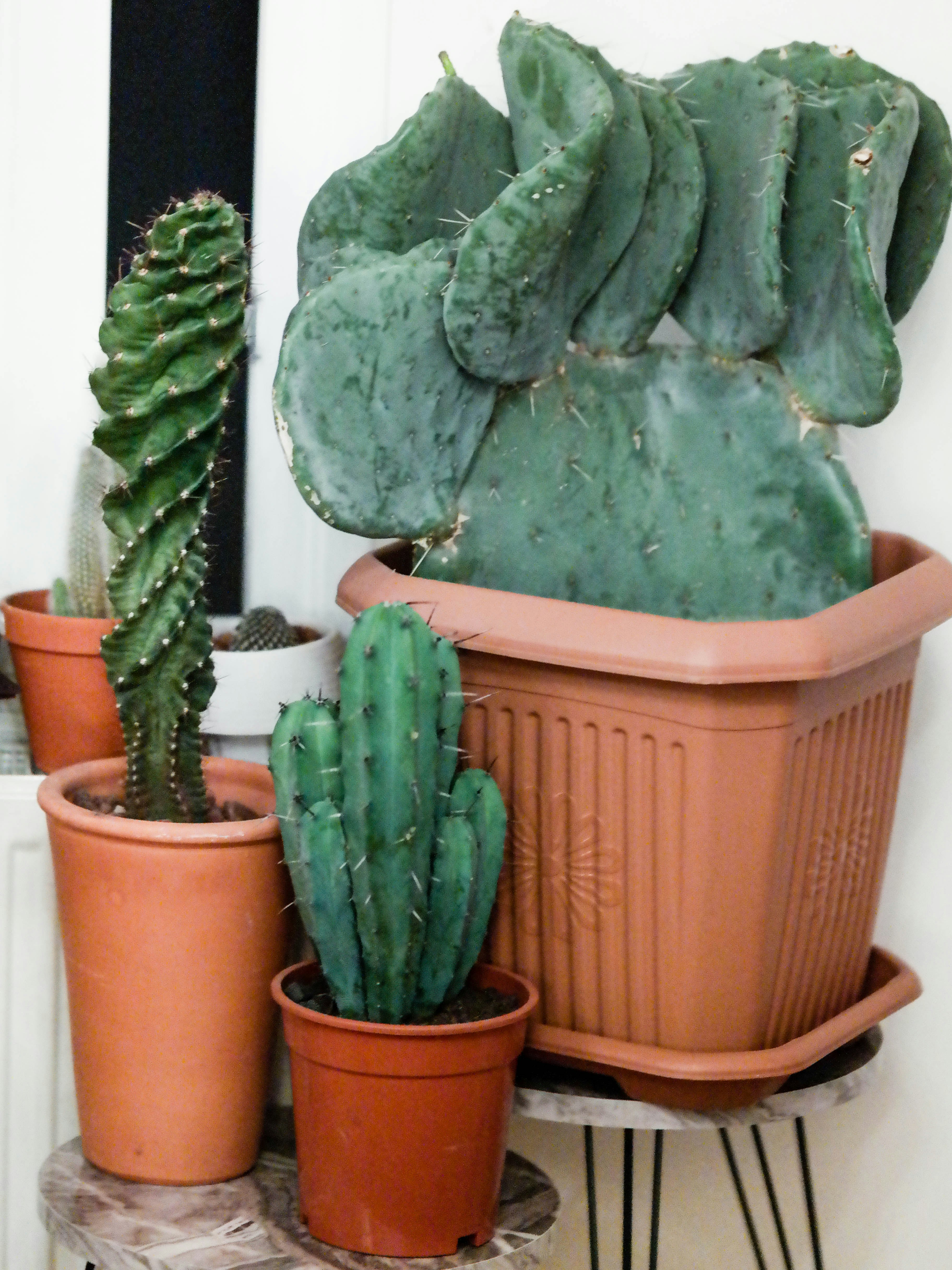 Center-Stage Opuntia: A Quiet Indoor Succulent Scene