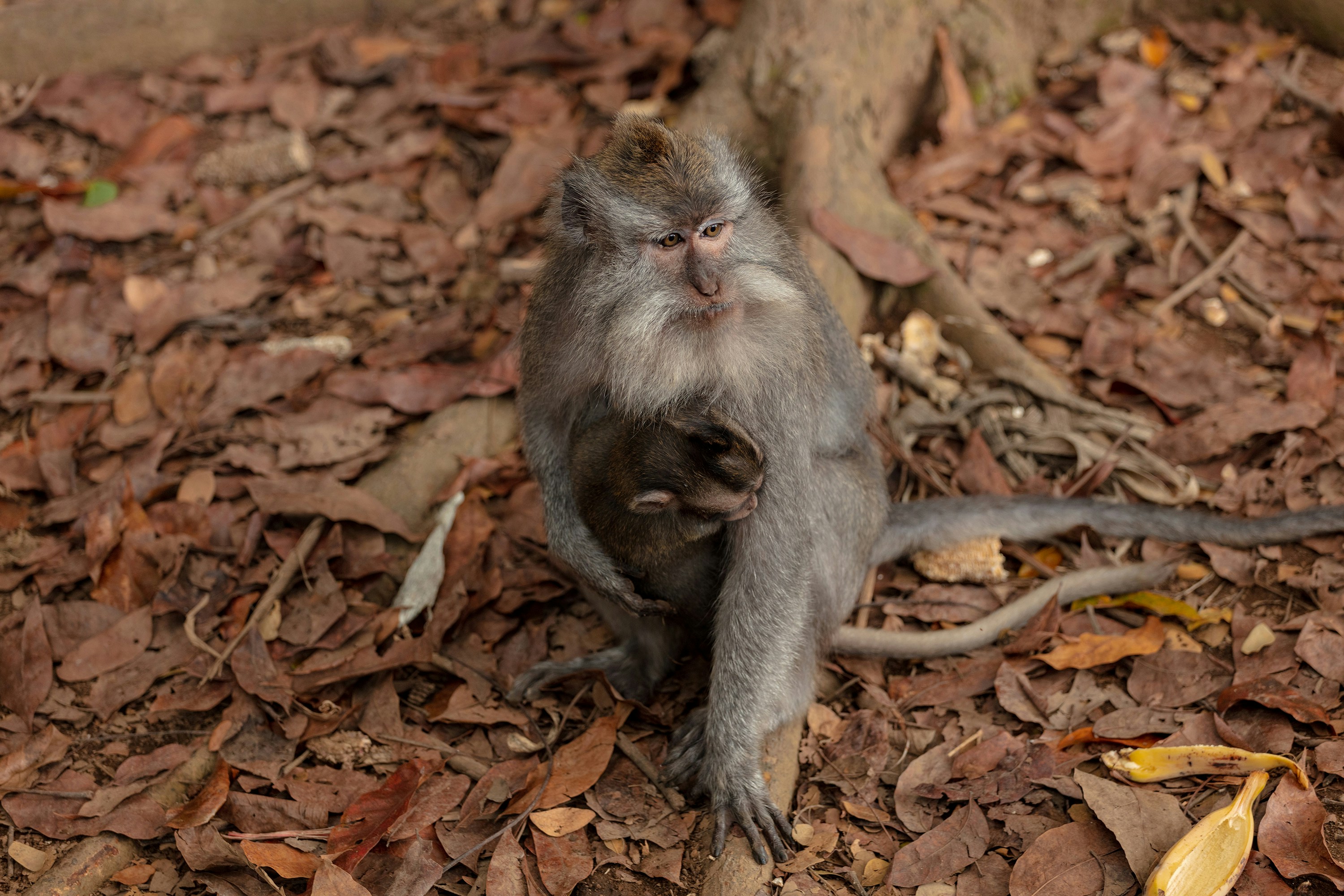 Singe gris photo – Photo Bali Gratuite sur Unsplash