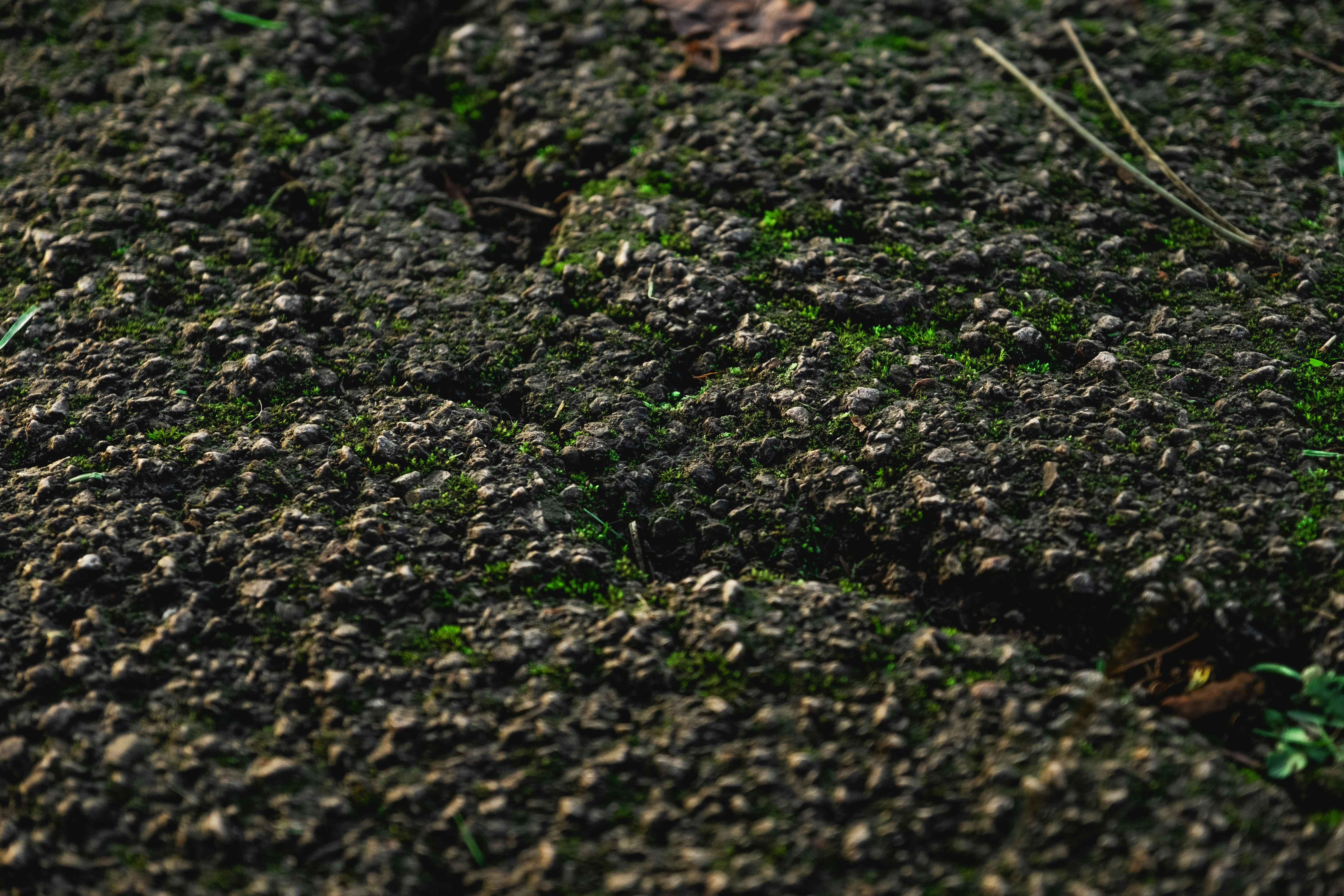 Foto zum Thema Eine Nahaufnahme eines Flecks Erde, auf dem Gras wächst ...