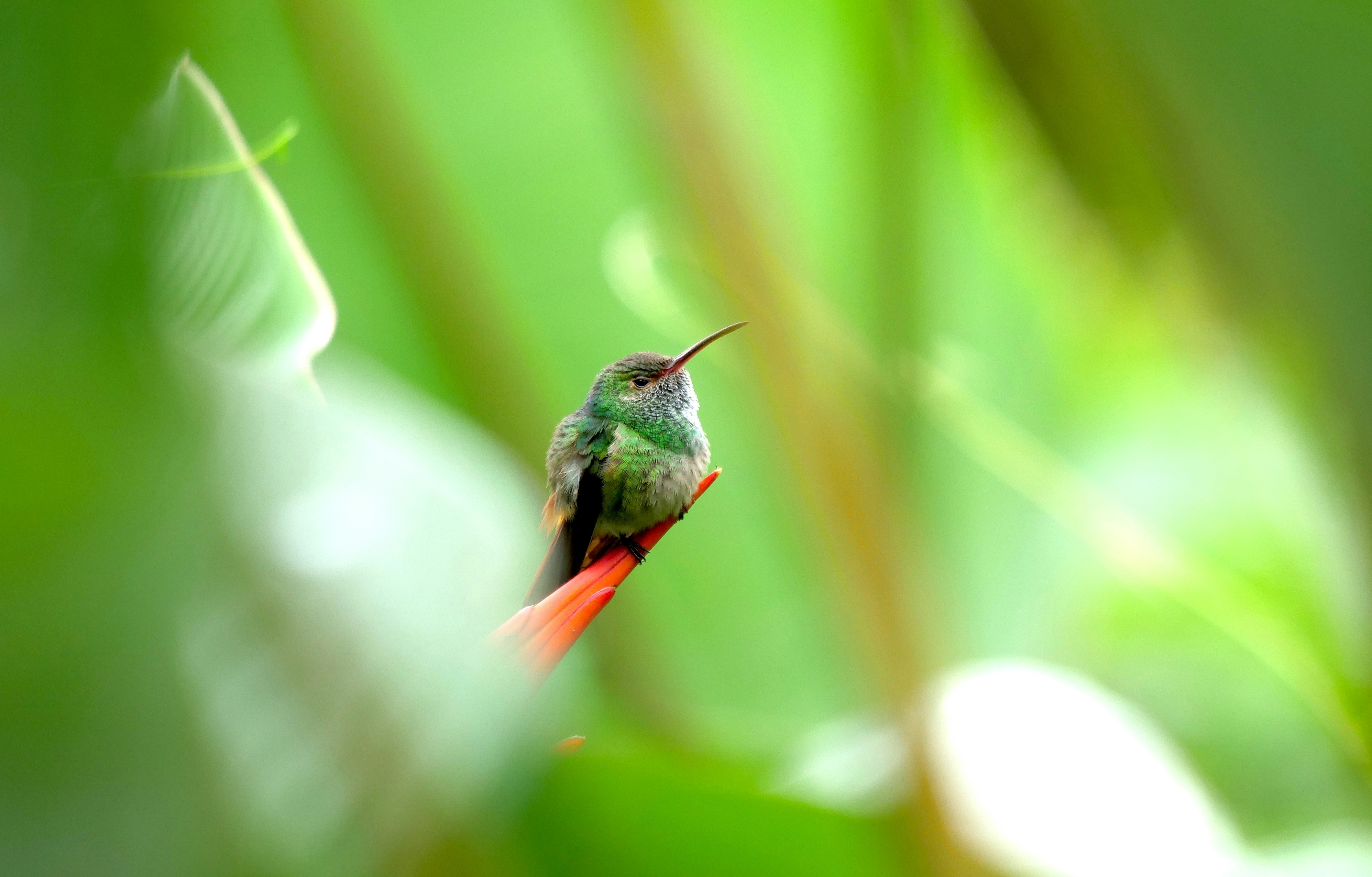 A vibrant hummingbird perched on a bright orange flower, surrounded by lush green foliage. The scene highlights the delicate beauty of nature.