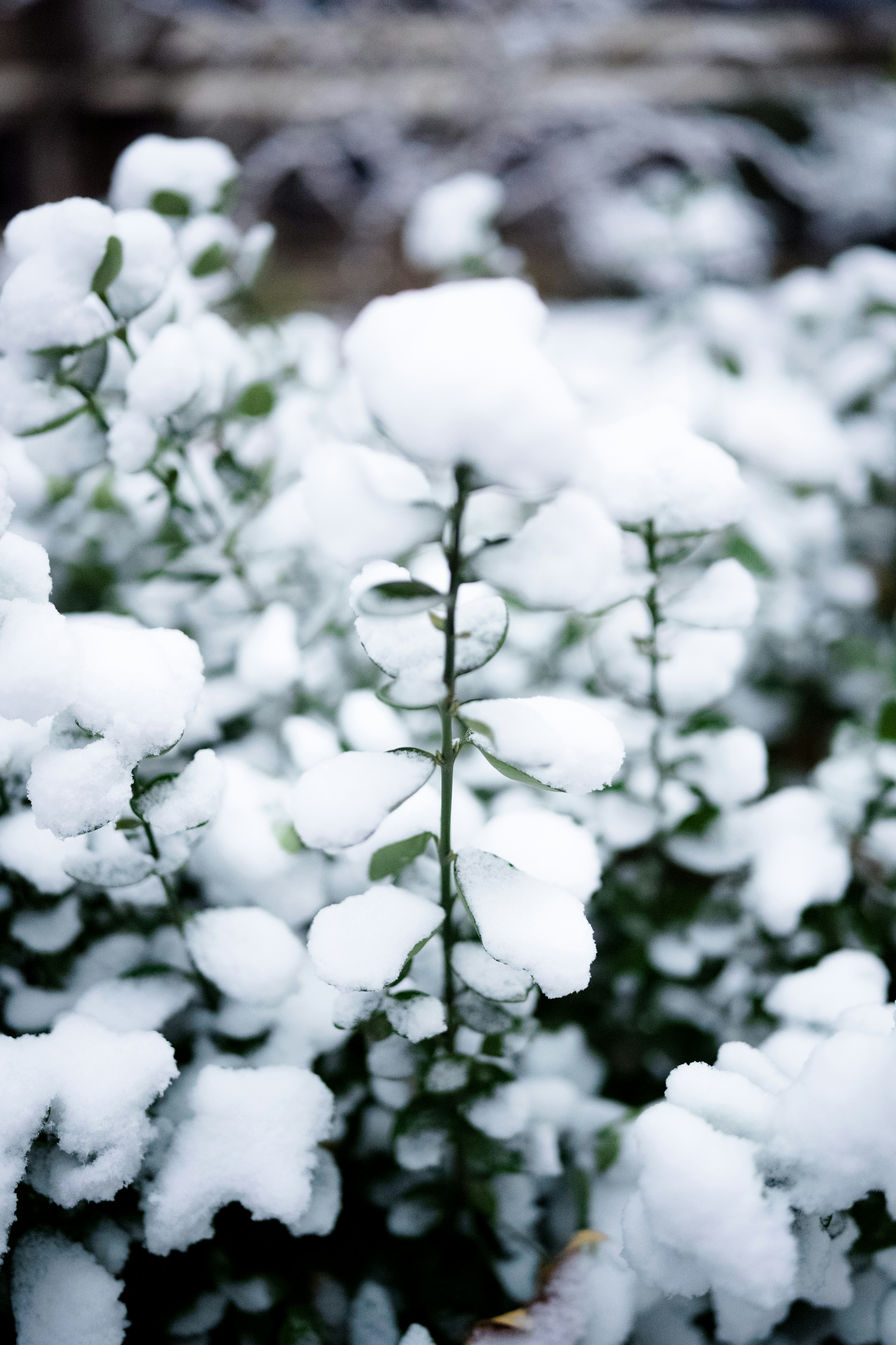 Snow-laden branches and leaves create a serene winter scene, showcasing nature's quiet beauty. The delicate balance of greenery and white snow evokes a peaceful atmosphere.