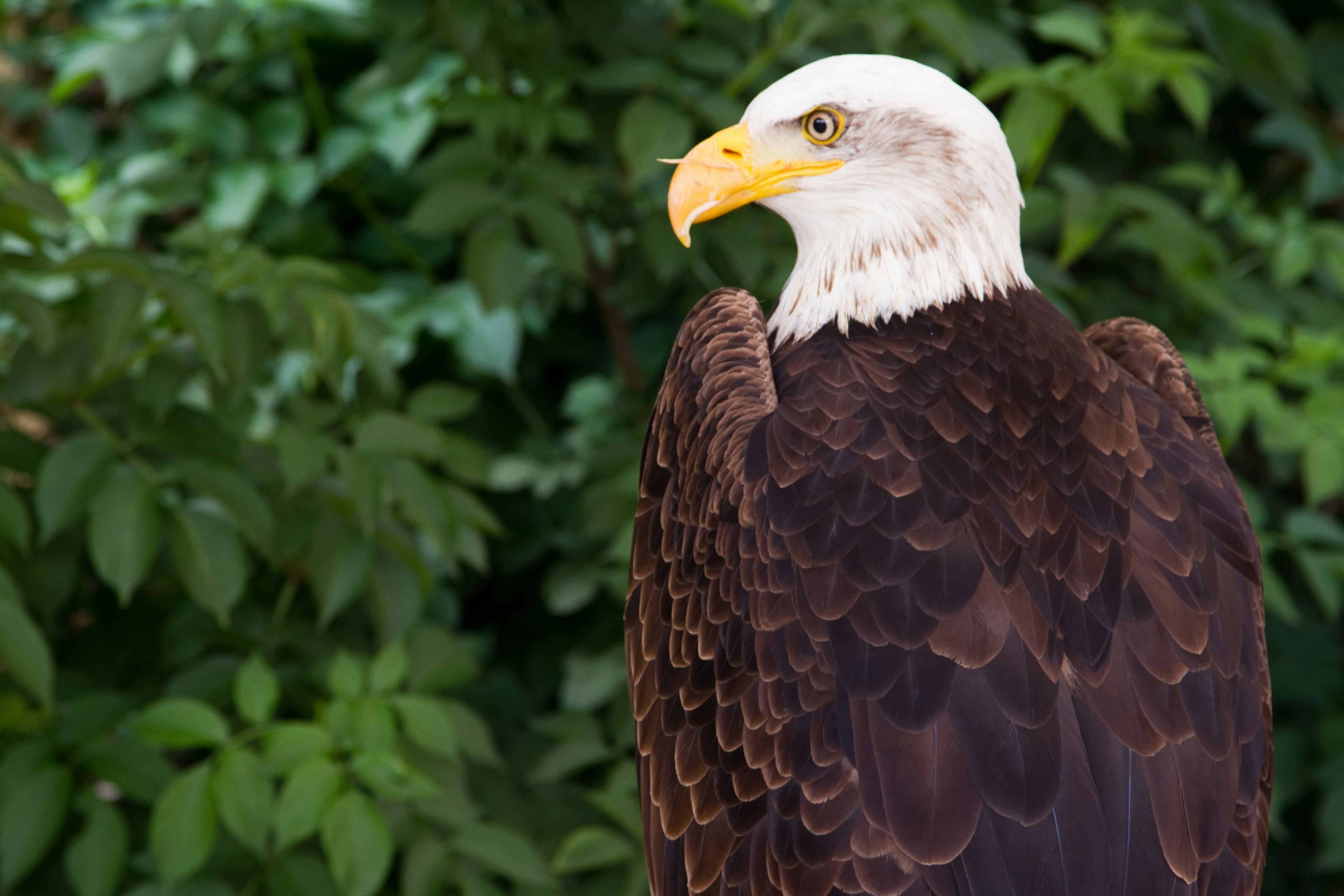 Bald eagle being serious waiting for its handler.  