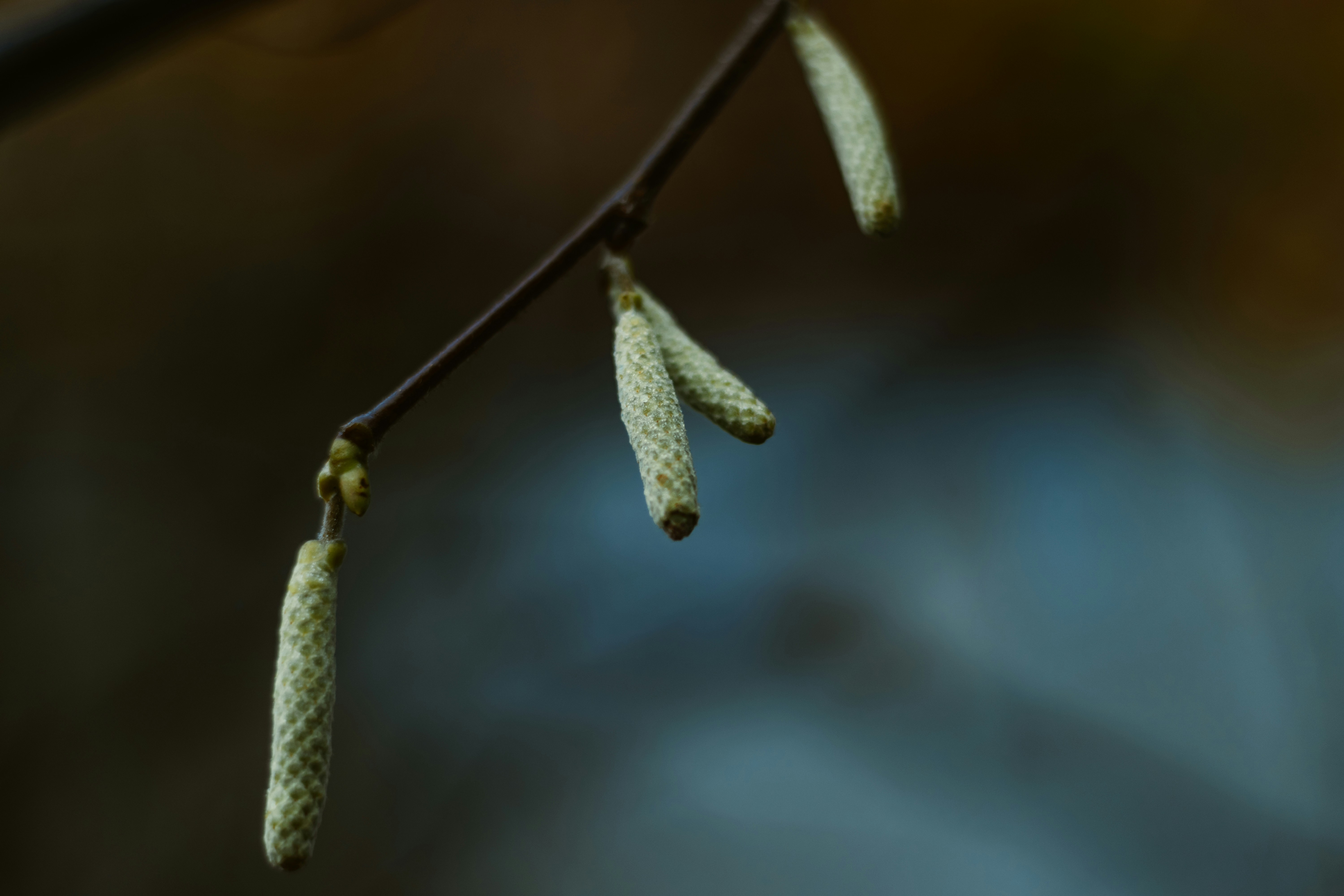 Spurs Pictures | Download Free Images on Unsplash