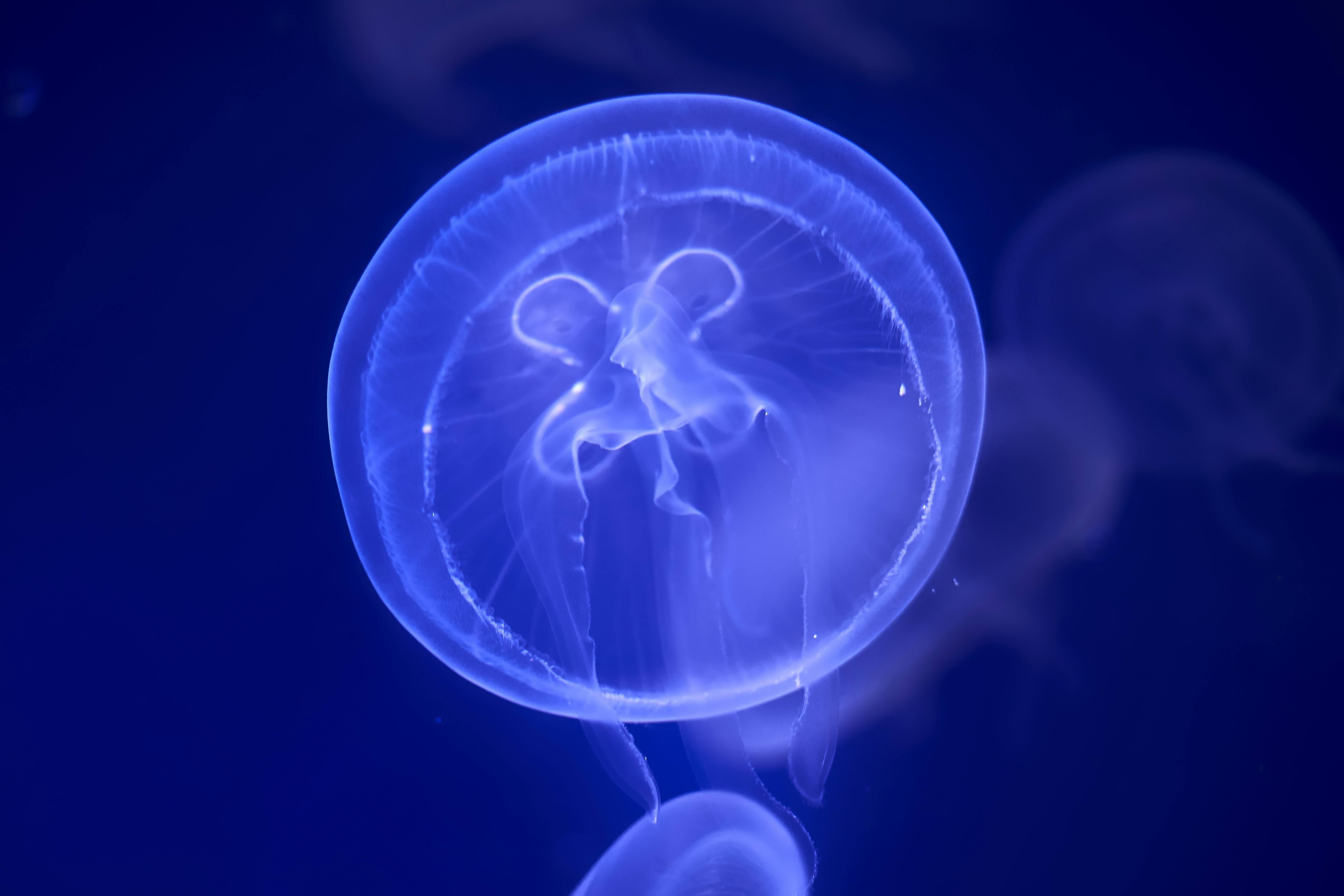 Translucent jellyfish gracefully gliding through deep blue waters, showcasing its delicate tentacles and ethereal form.
