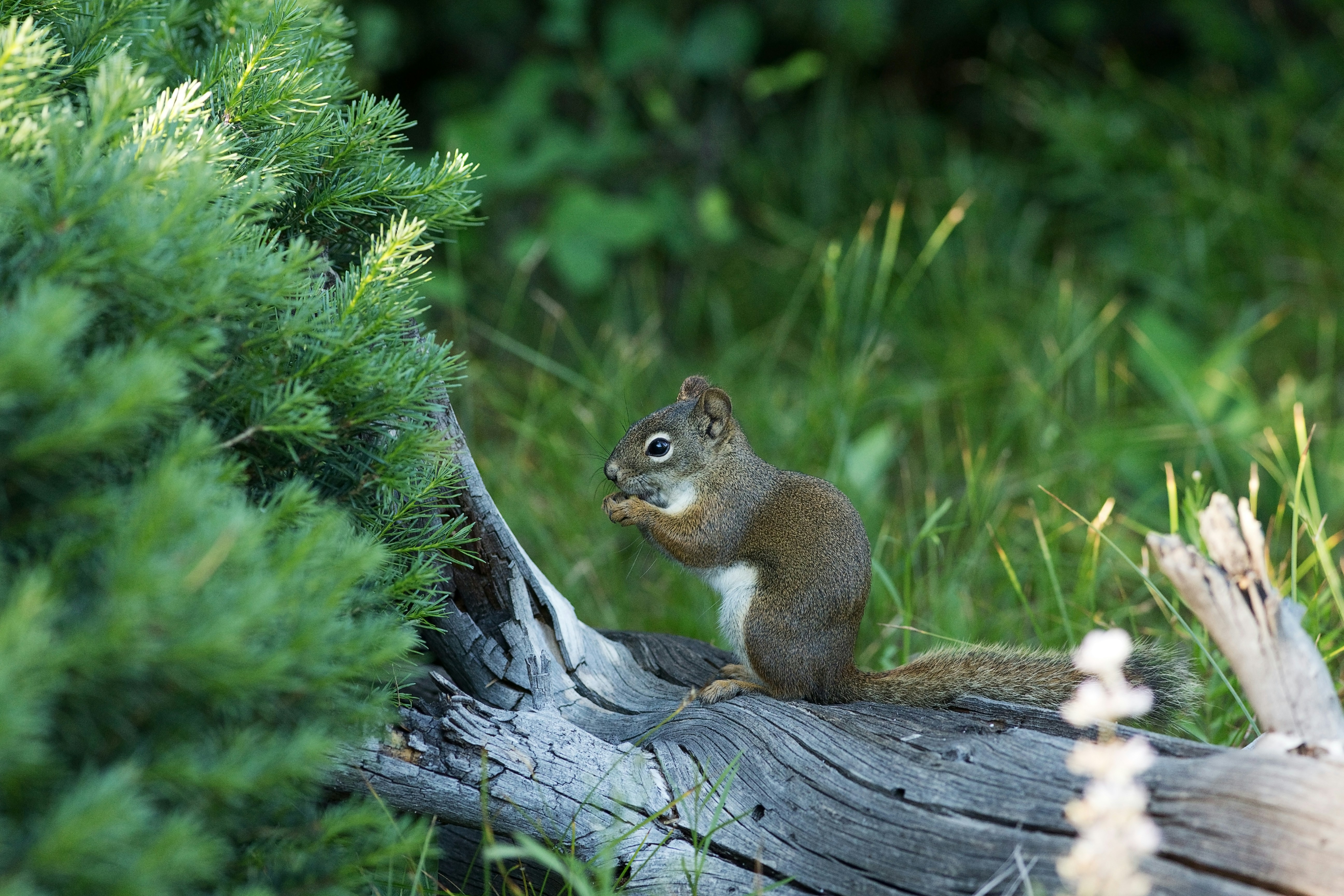 Squirrel