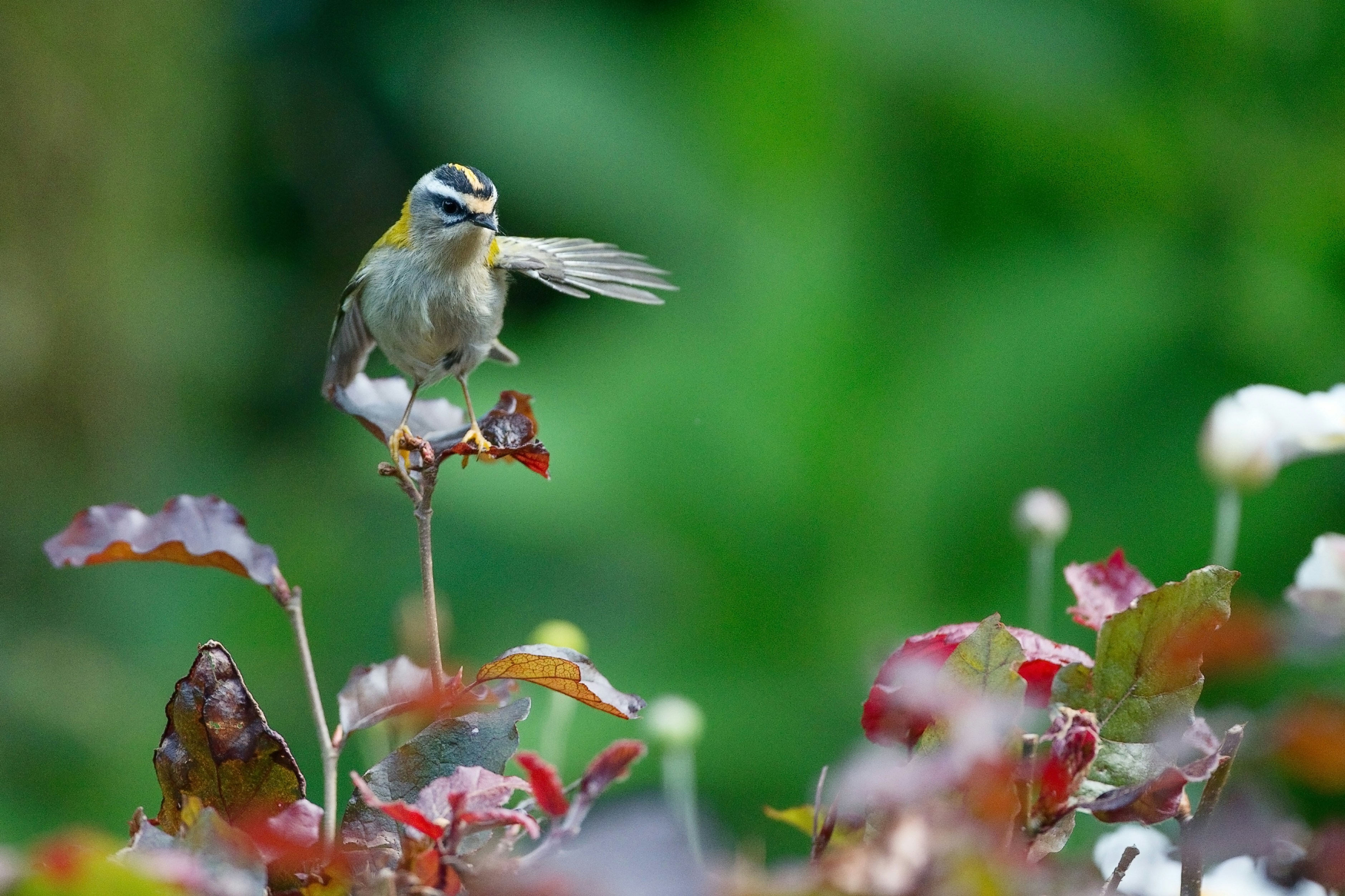 Crimson Verge Perch: a yellow-chested tit pauses on a slender stem