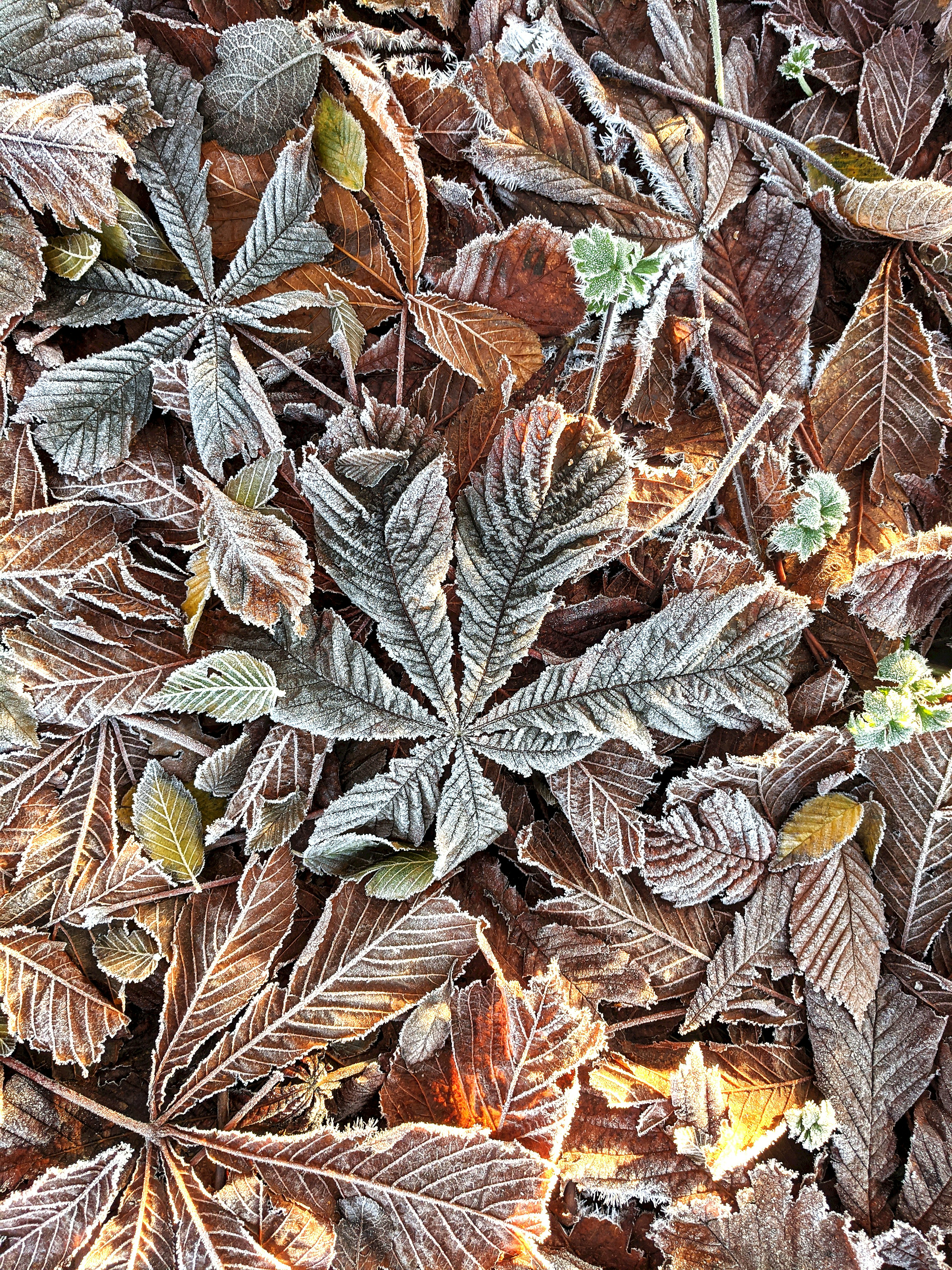 Frost-Outlined Palmate Leaves: Quiet Mosaic on the Frosted Forest Floor
