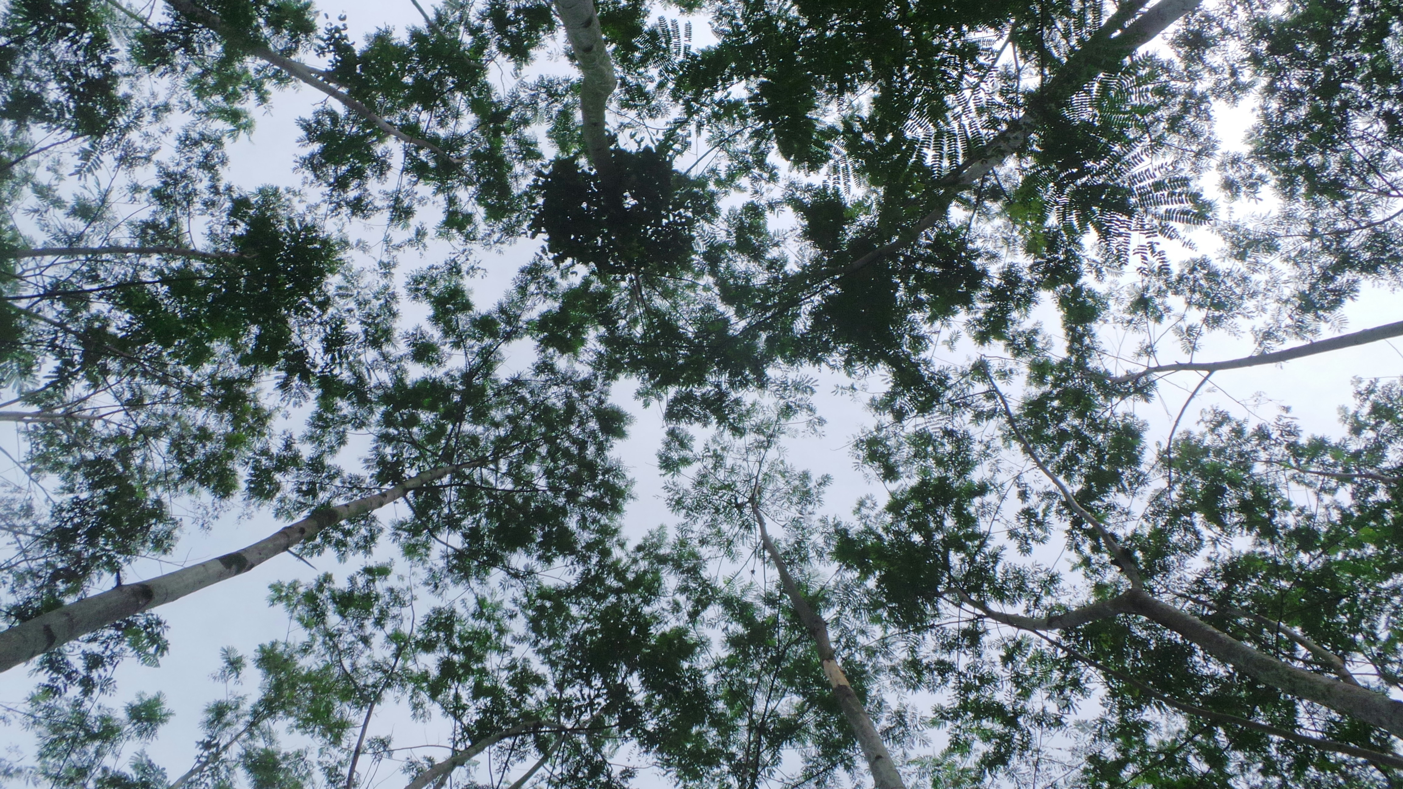 Canopy Constellation: A Silent Skyward Mosaic