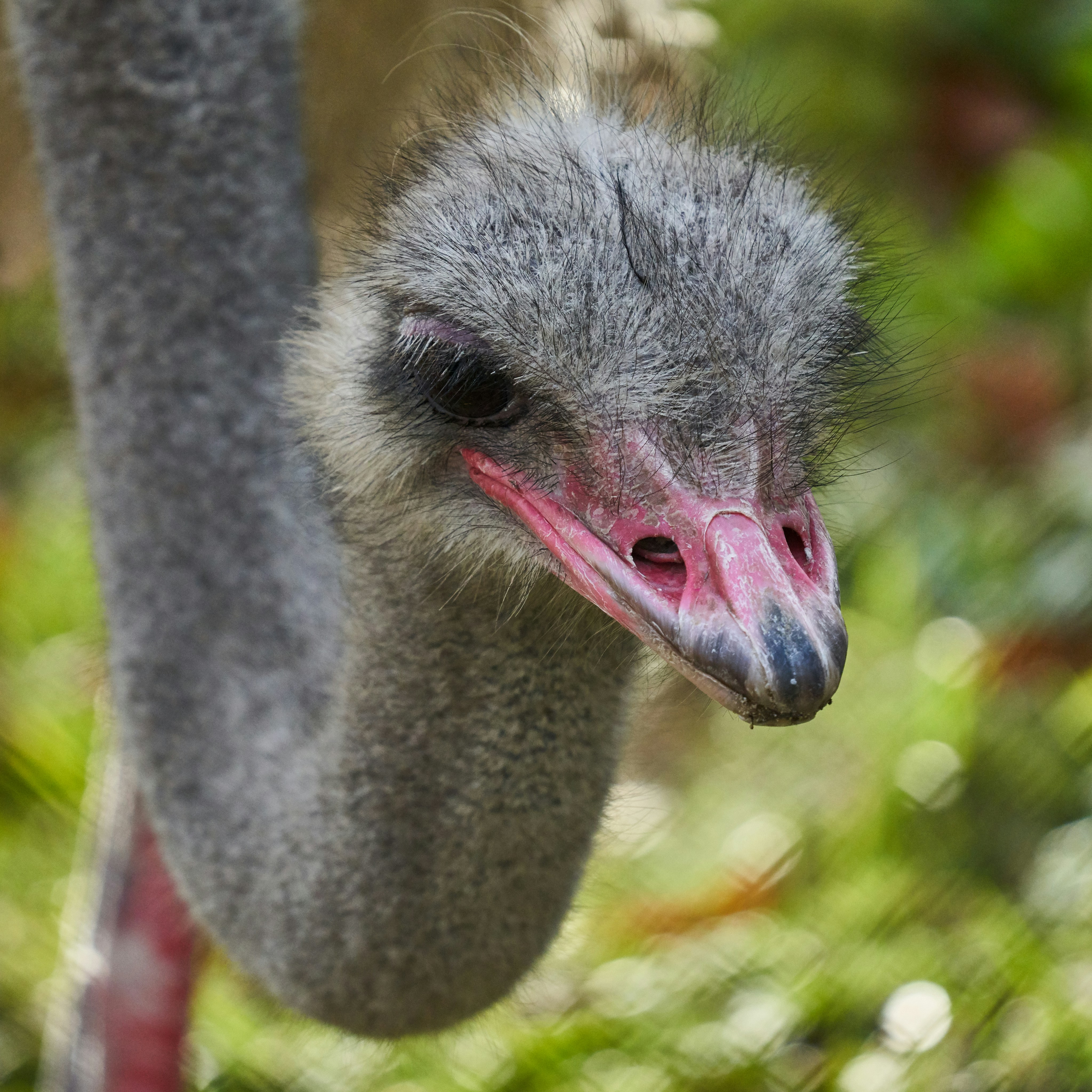 Macro photography of gray ostrich photo – Free Animal Image on Unsplash