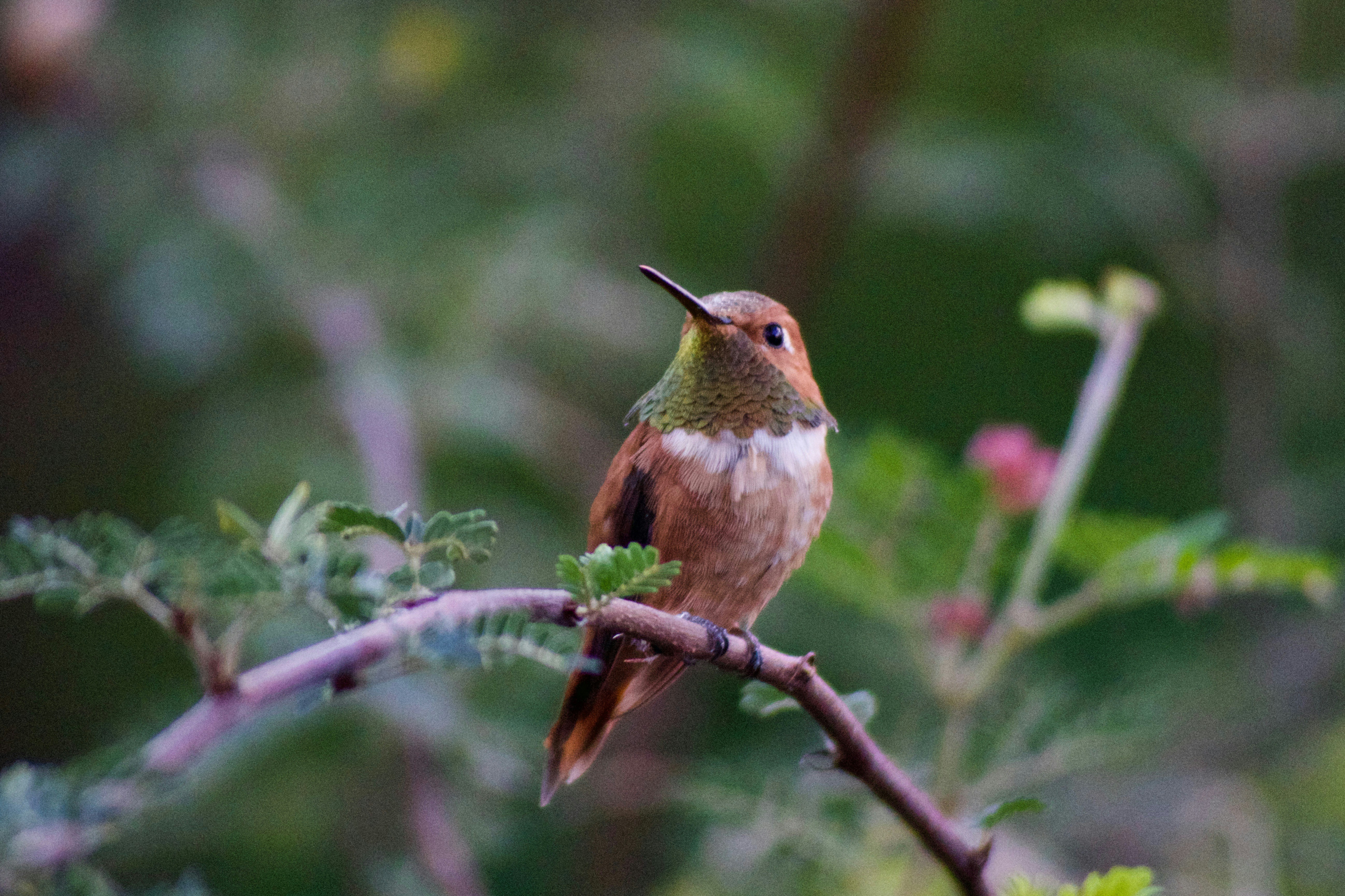 Amber Hummingbird on a Verdant Branch, a Moment of Quiet Color