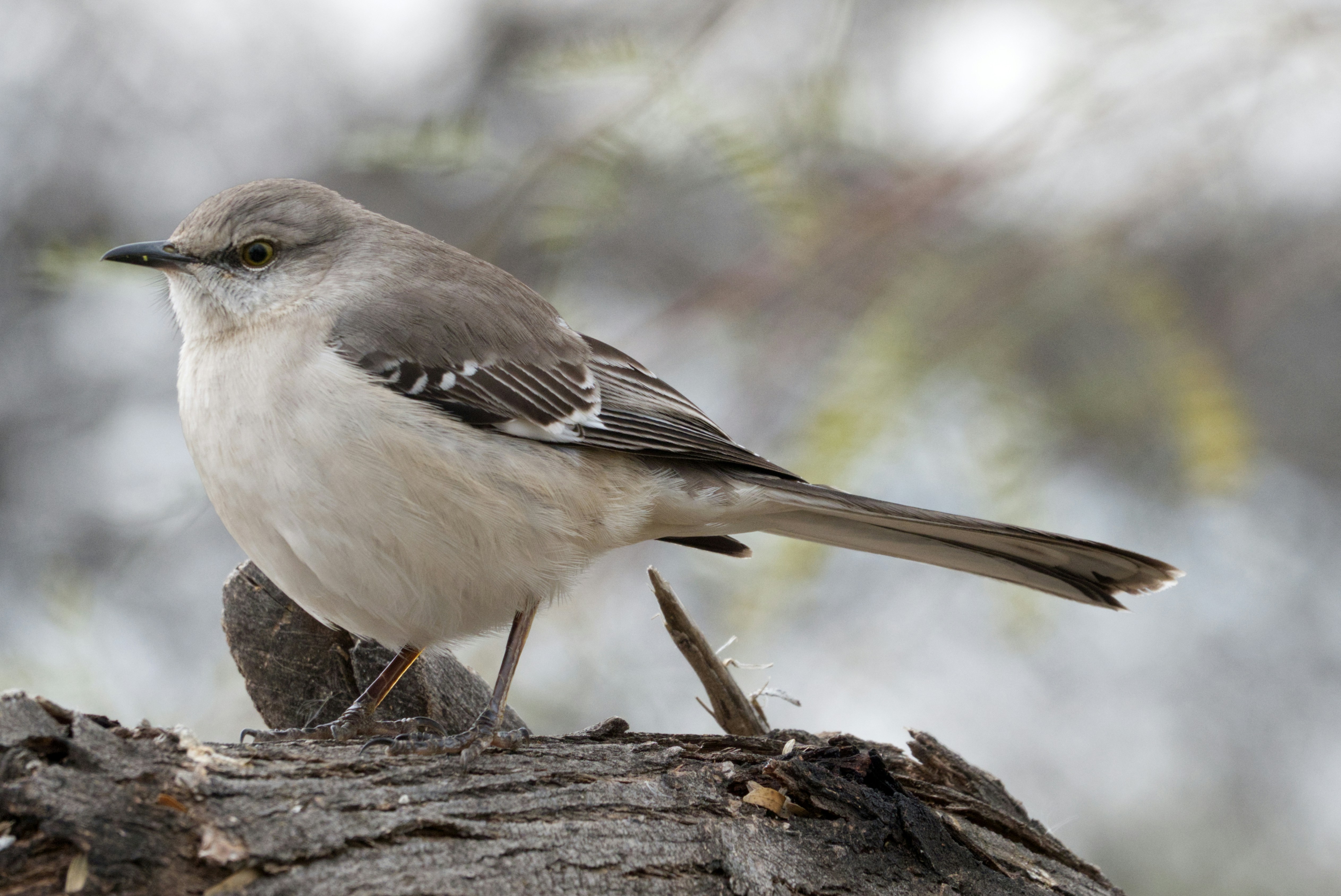 Mockingbird perched on a weathered log, blending with the soft, blurred background of foliage.