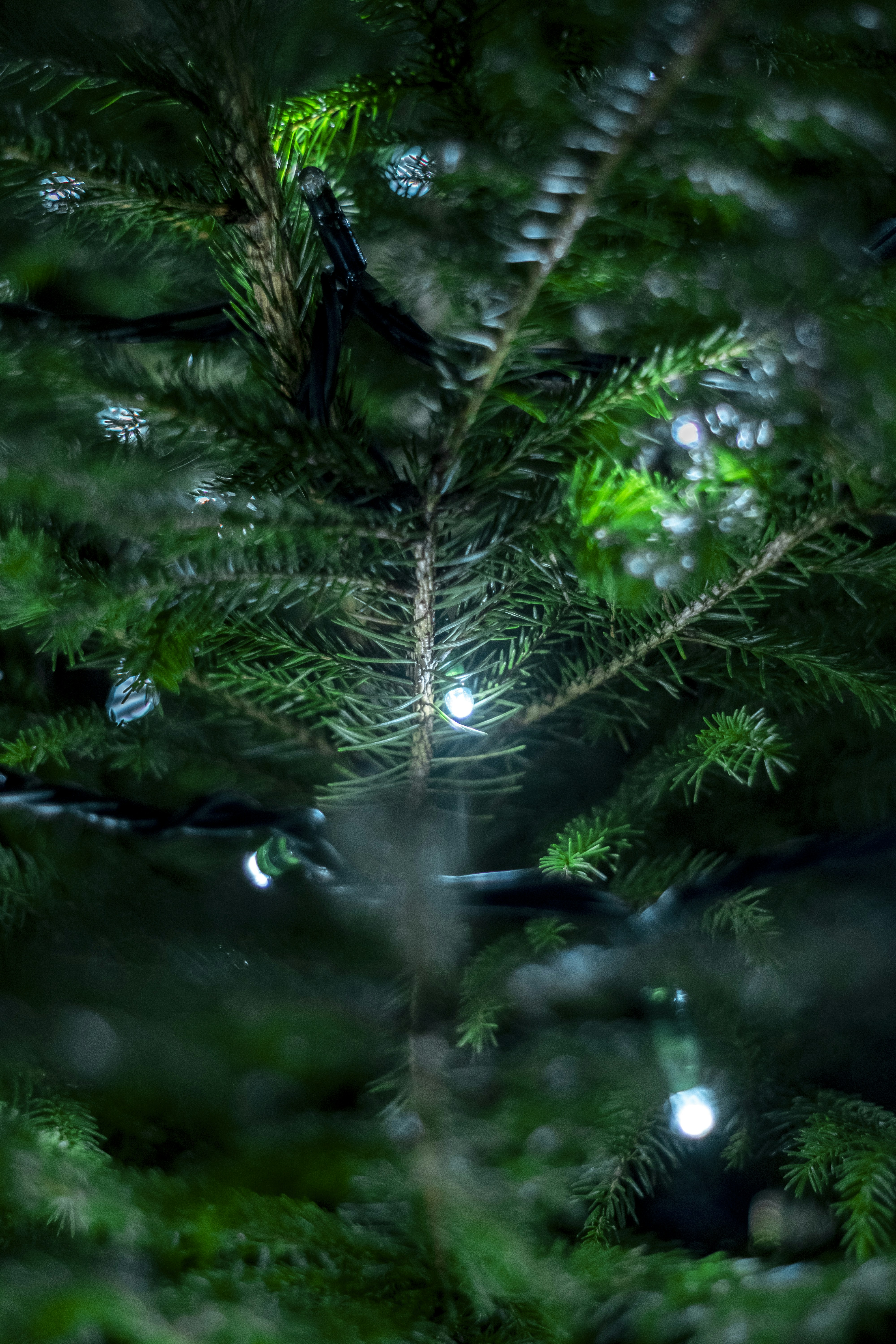 Emerald Glow: A Pine In The Night With Subtle Lights