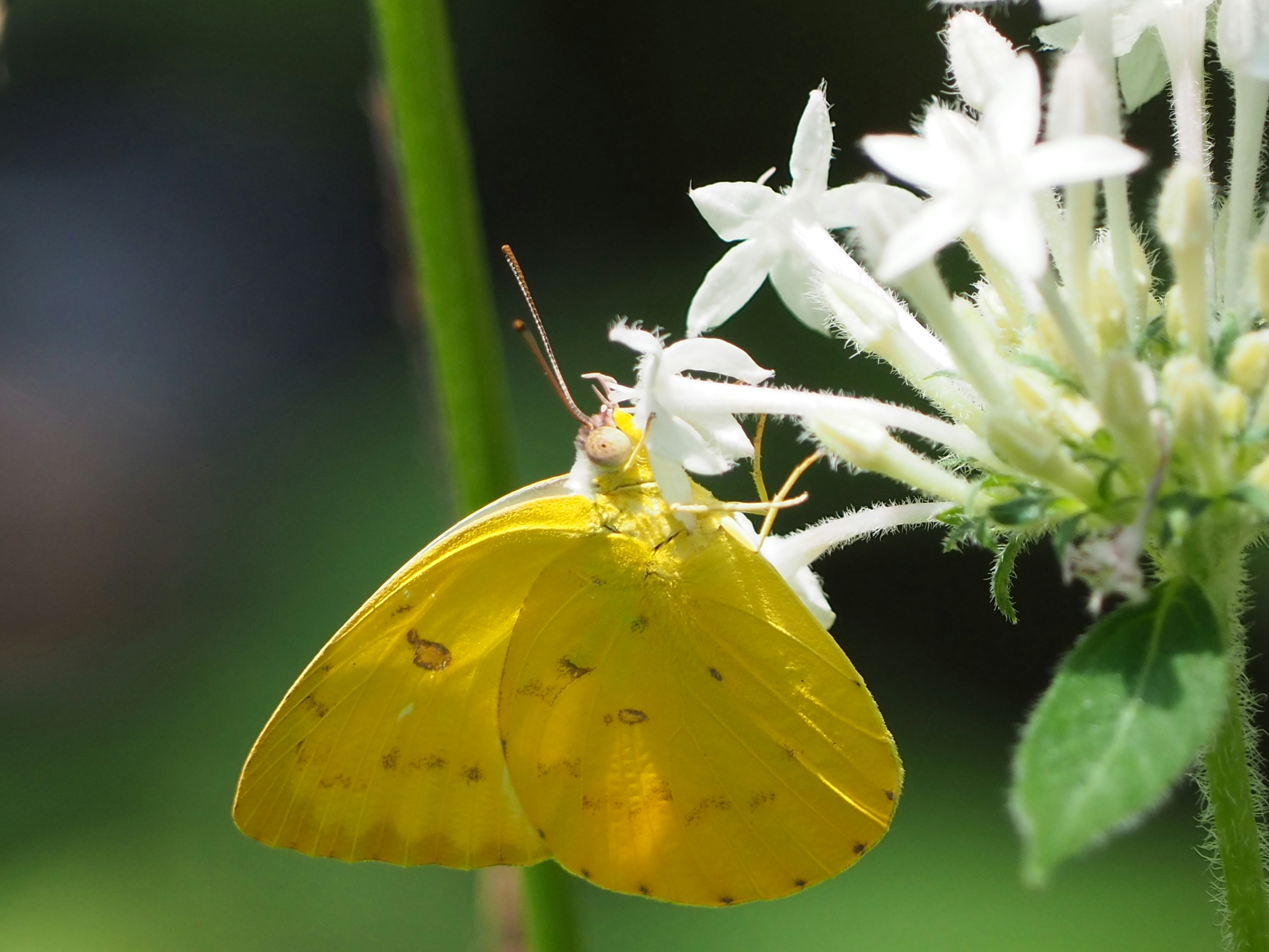 A vibrant yellow butterfly perched on delicate white flowers, showcasing the beauty of nature's colors and forms.