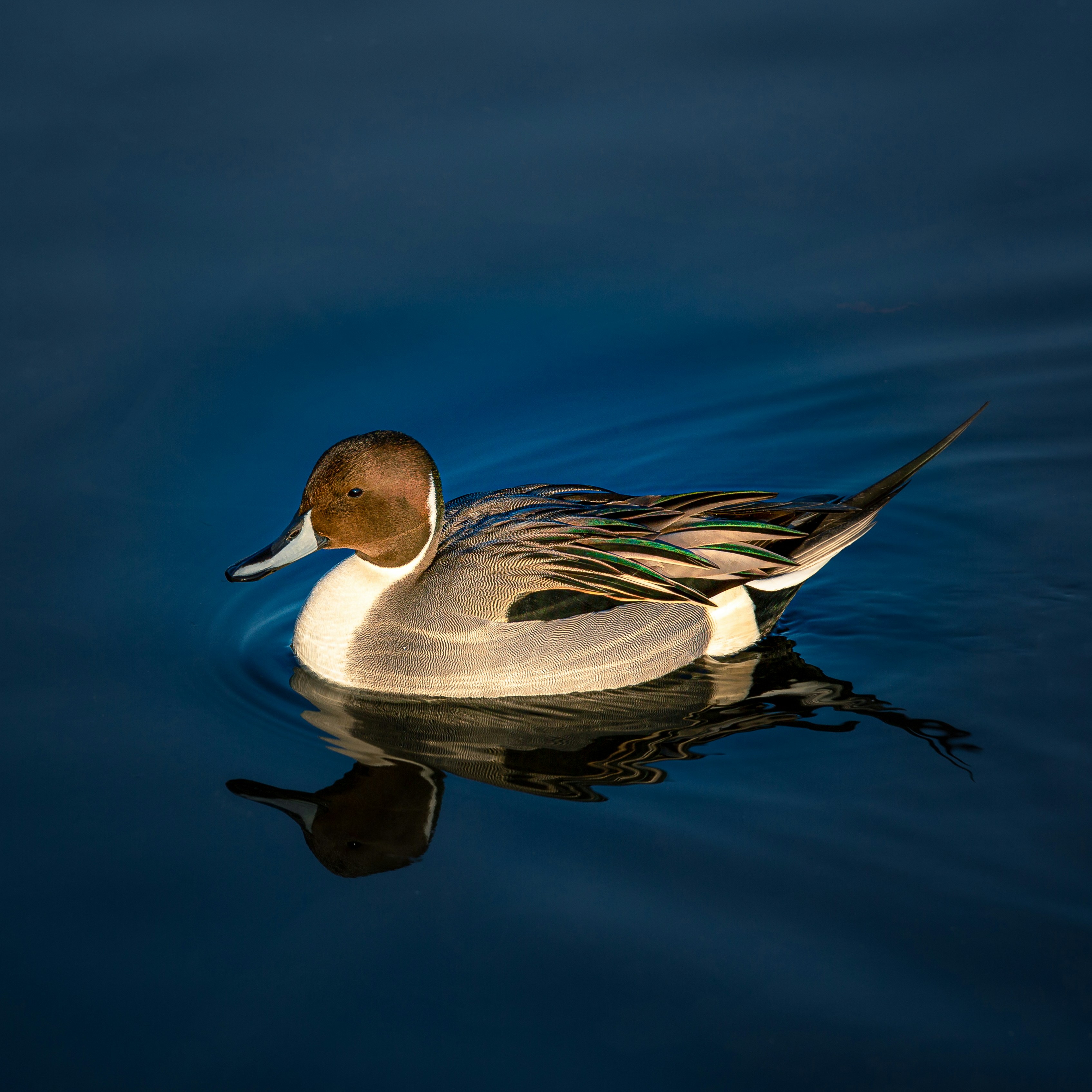 Floating Portrait: A Mallard on Velvet Blue