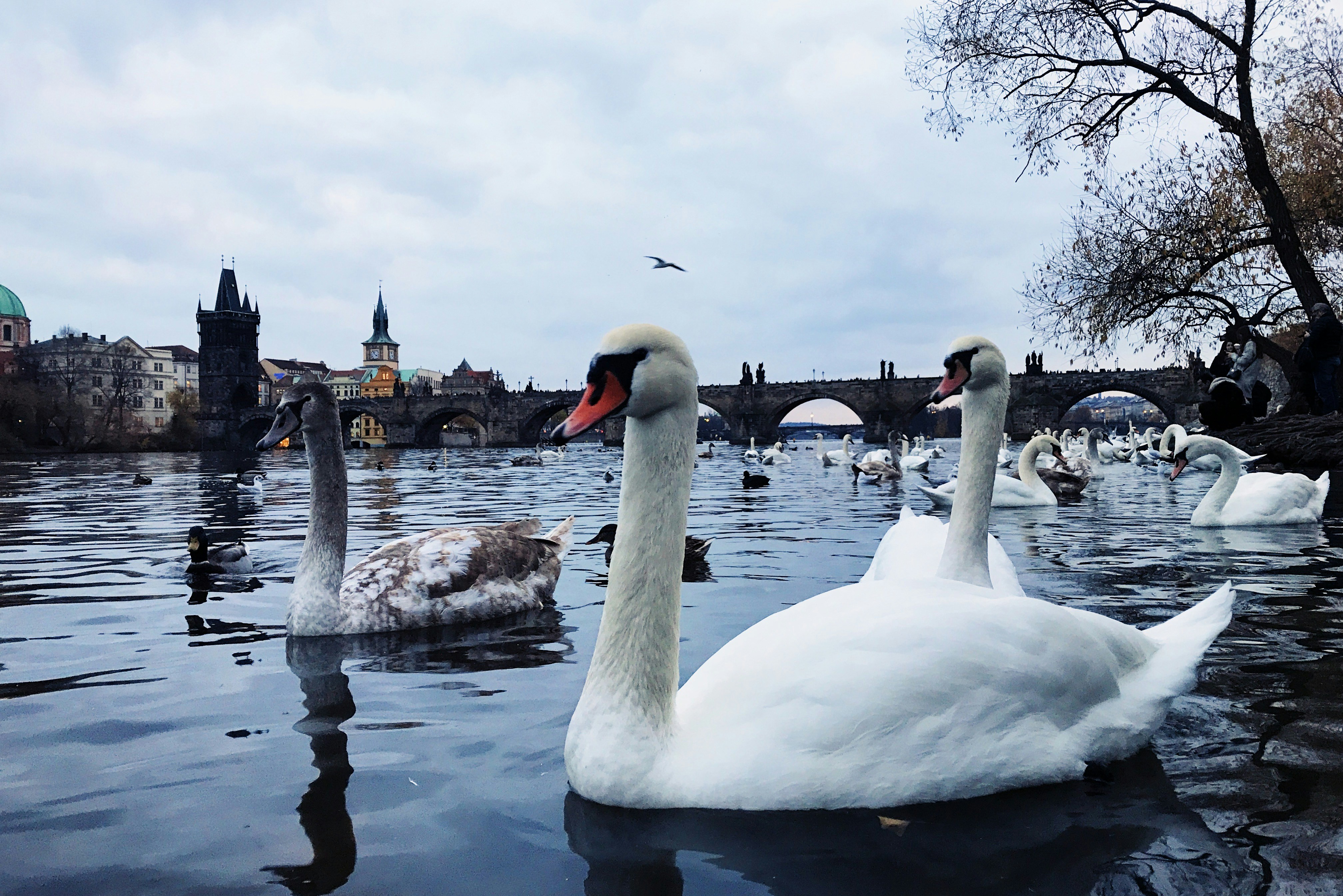 white swans