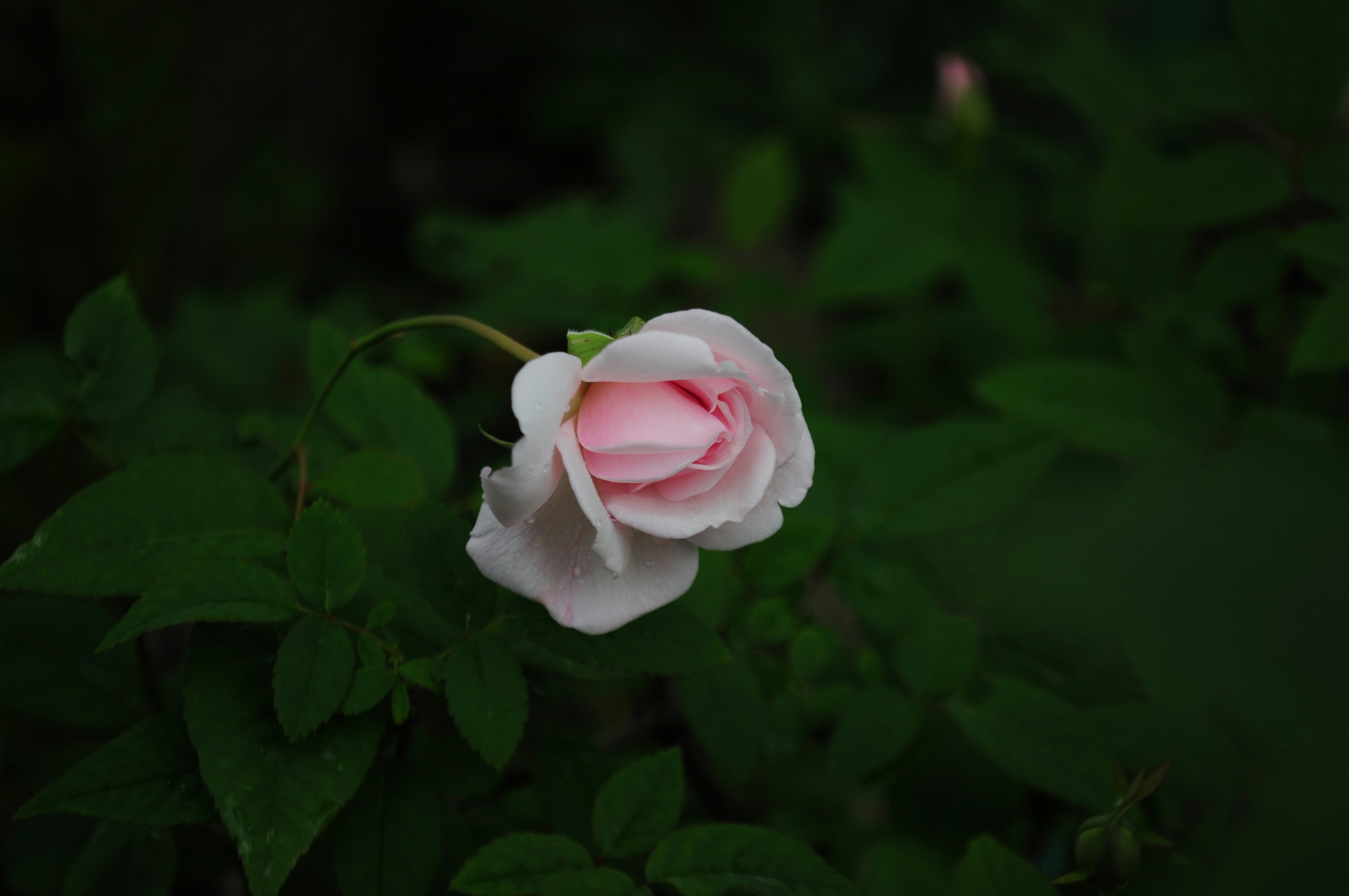 pink and white petaled flower