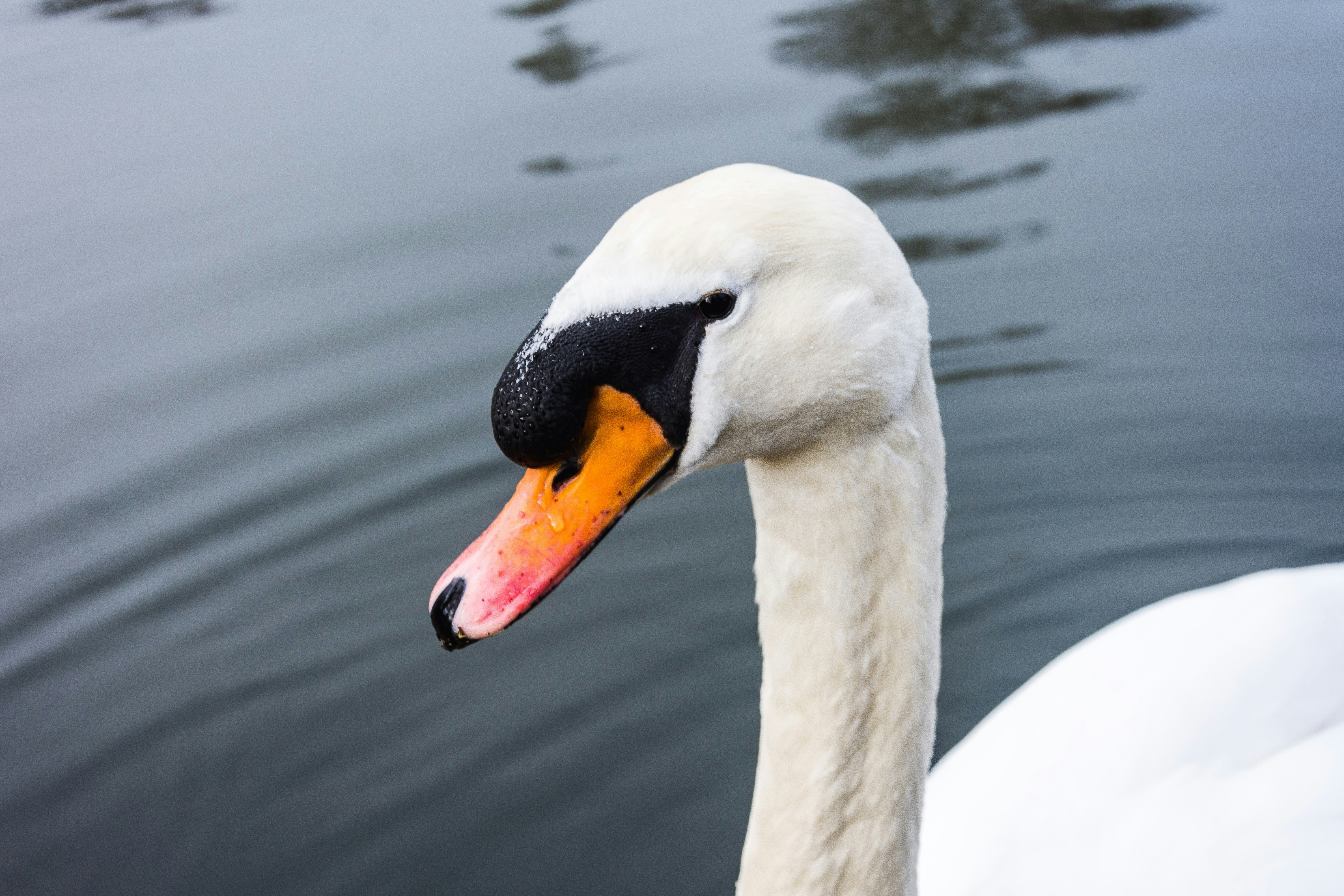 White swan photo – Free Cambridge Image on Unsplash