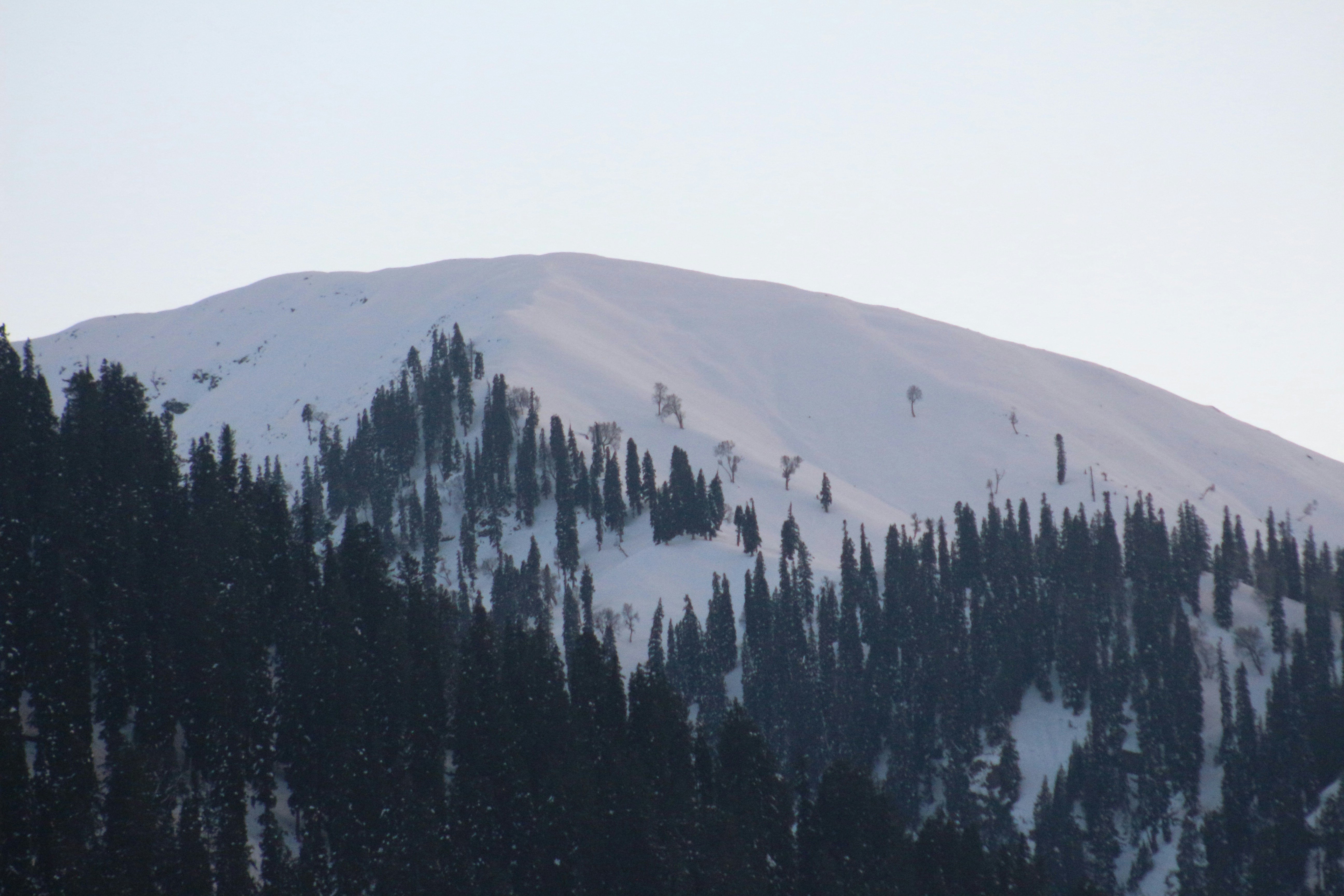 mountain with snow and trees