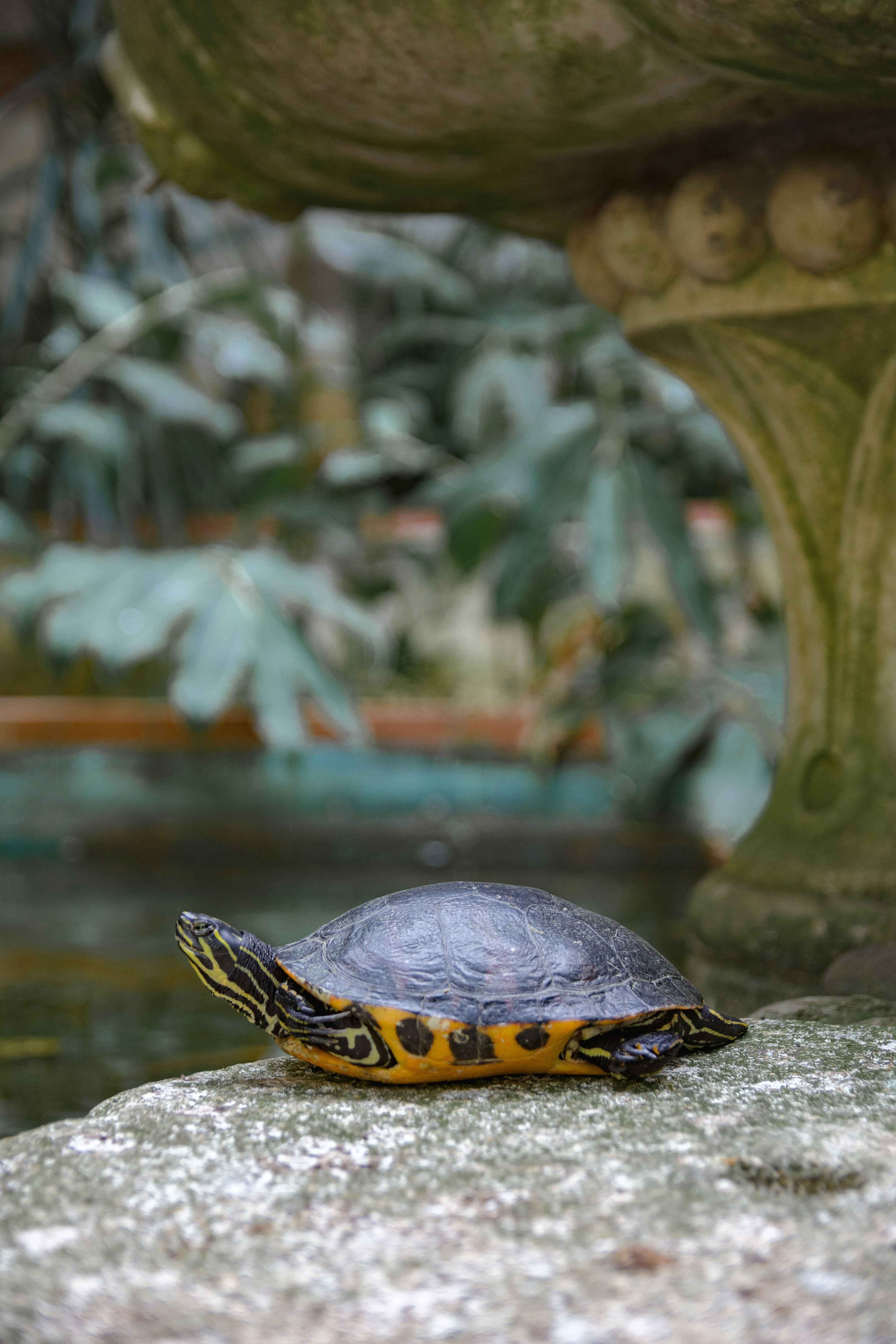 A turtle resting on a moss-covered stone near a tranquil water feature, surrounded by lush greenery.