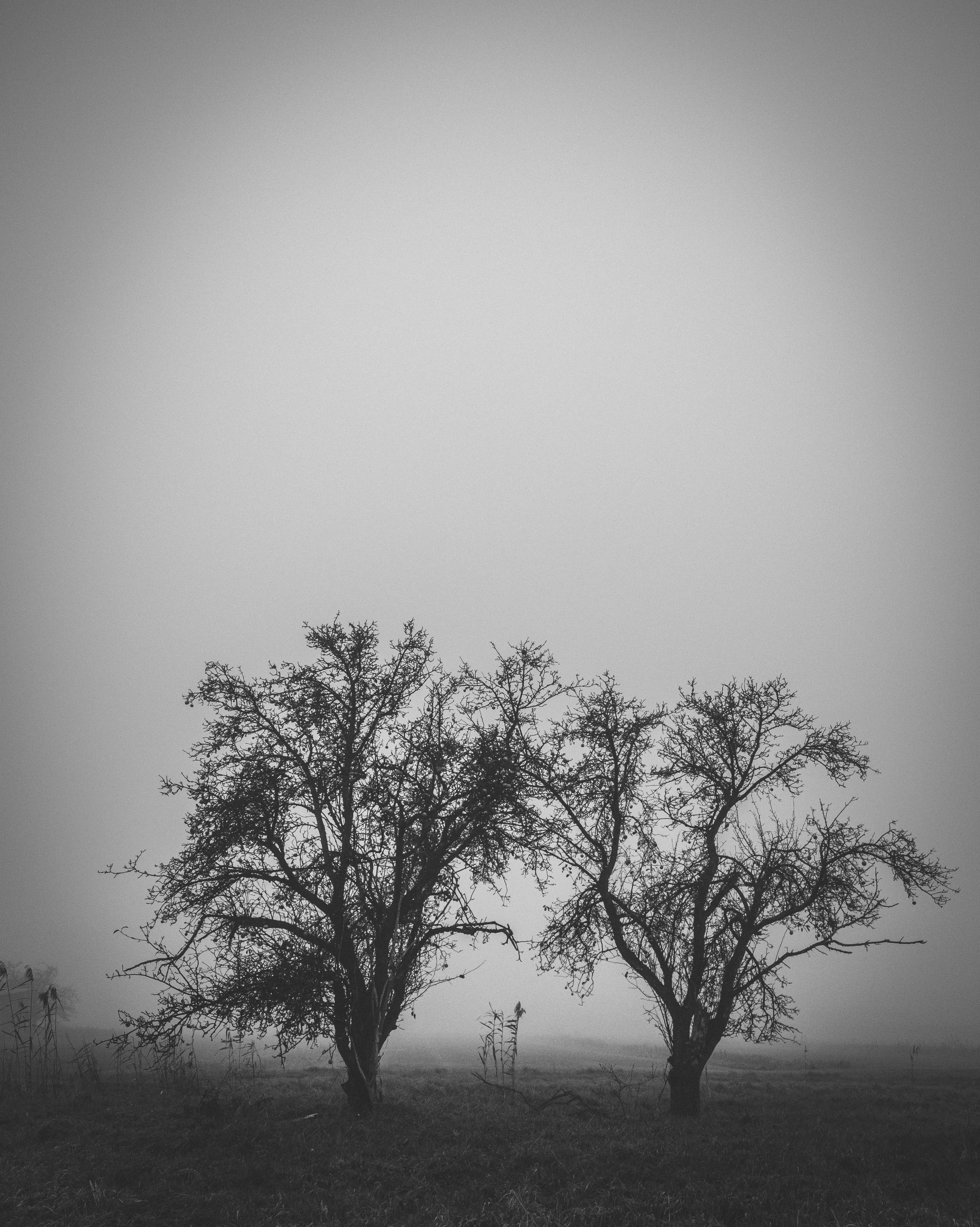 Two silhouetted trees stand in a foggy landscape, their branches reaching out like whispers in the mist. The scene evokes a sense of solitude and tranquility.