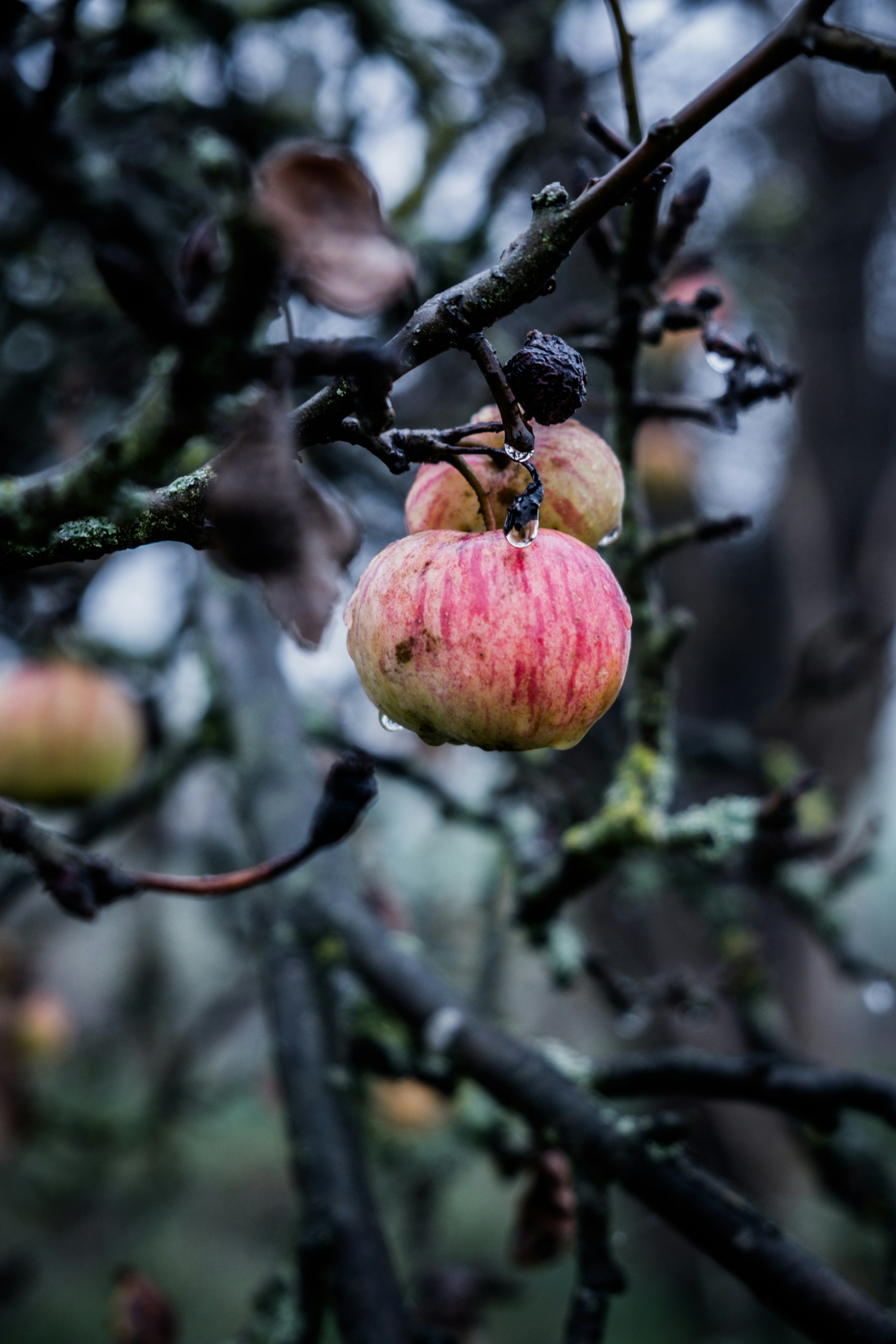 Apple in Winter Silence