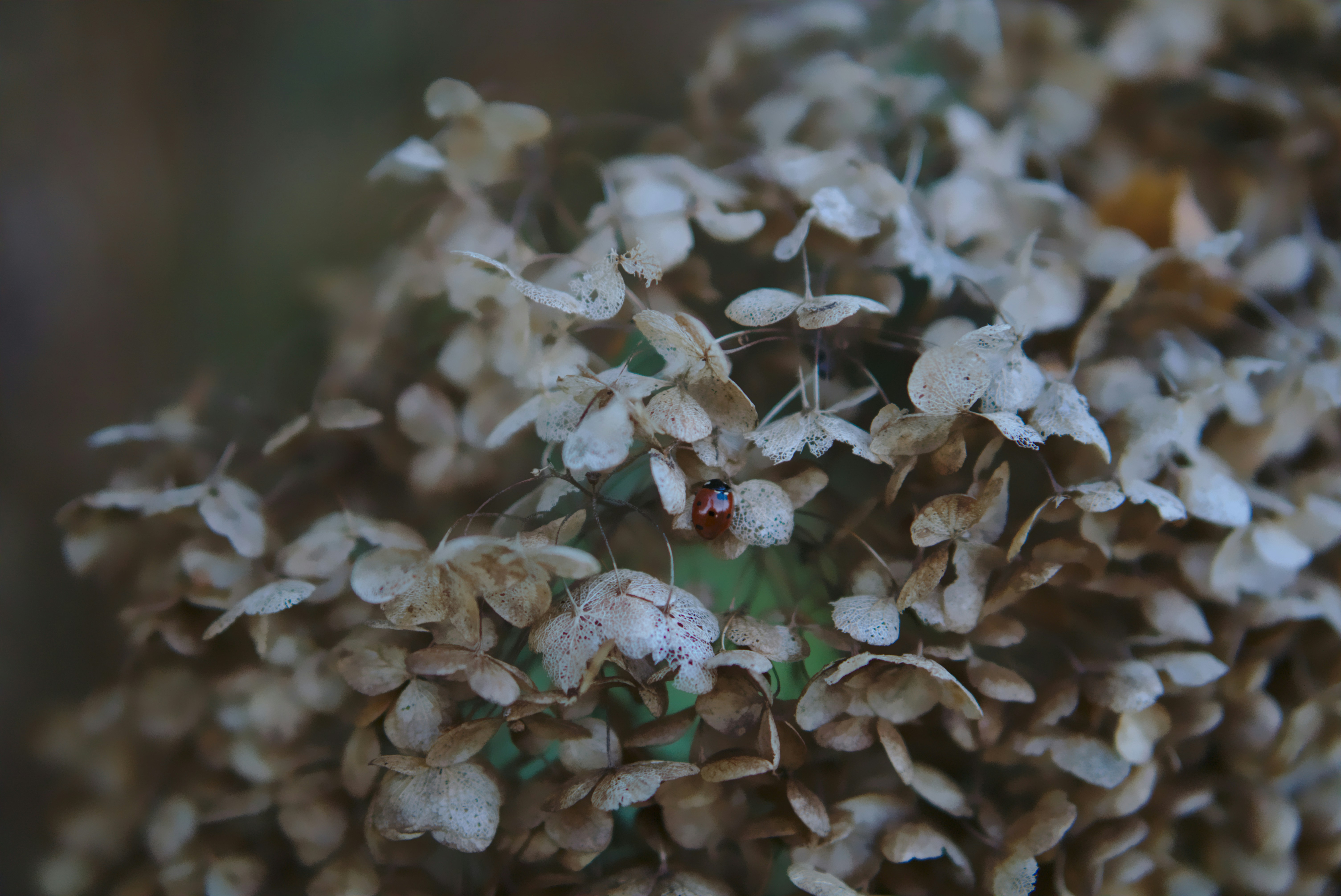 Dusty Hydrangea Bloom: Quiet White Clusters in Morning Light