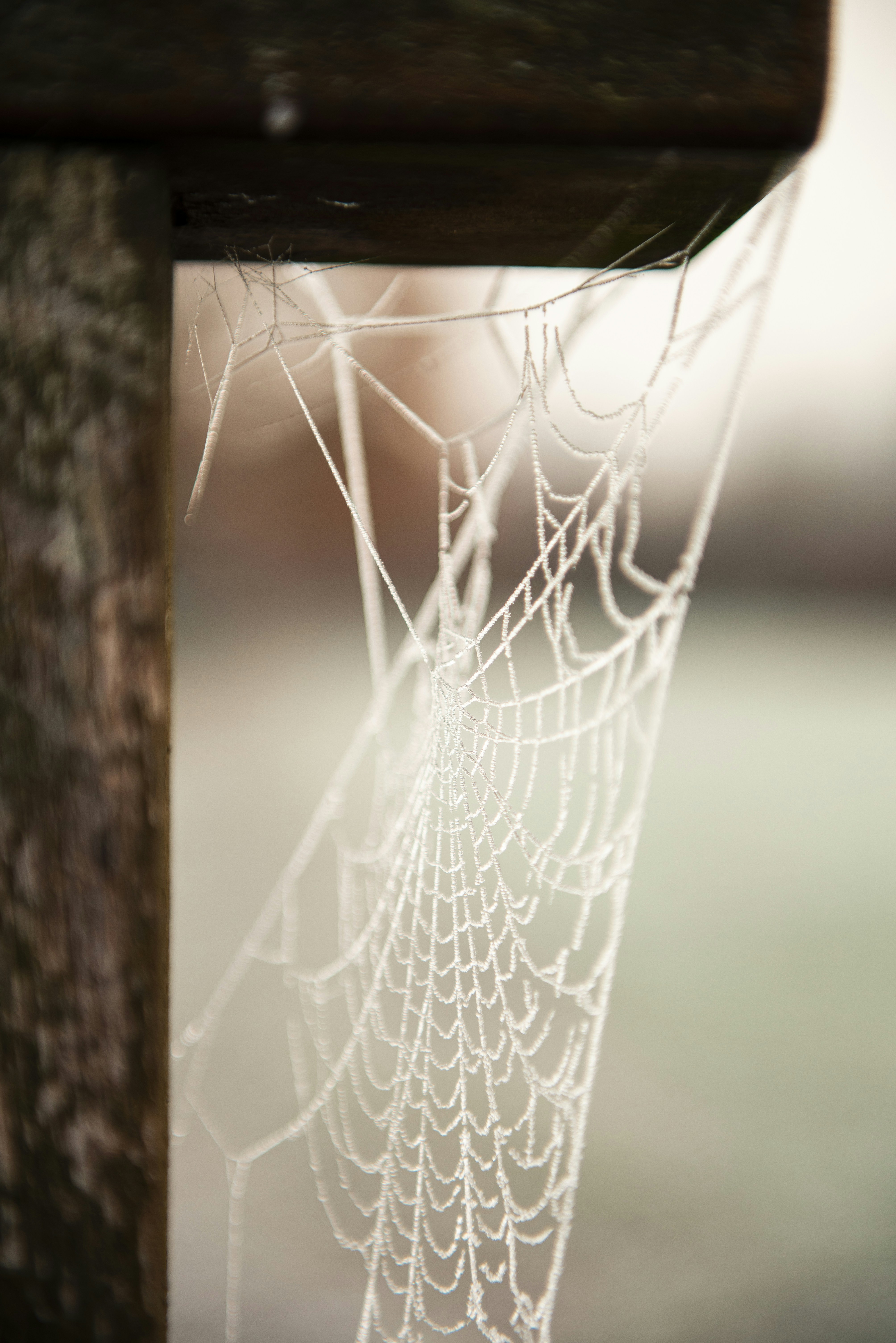 Dew-stitched Web on Weathered Wood at Dawn