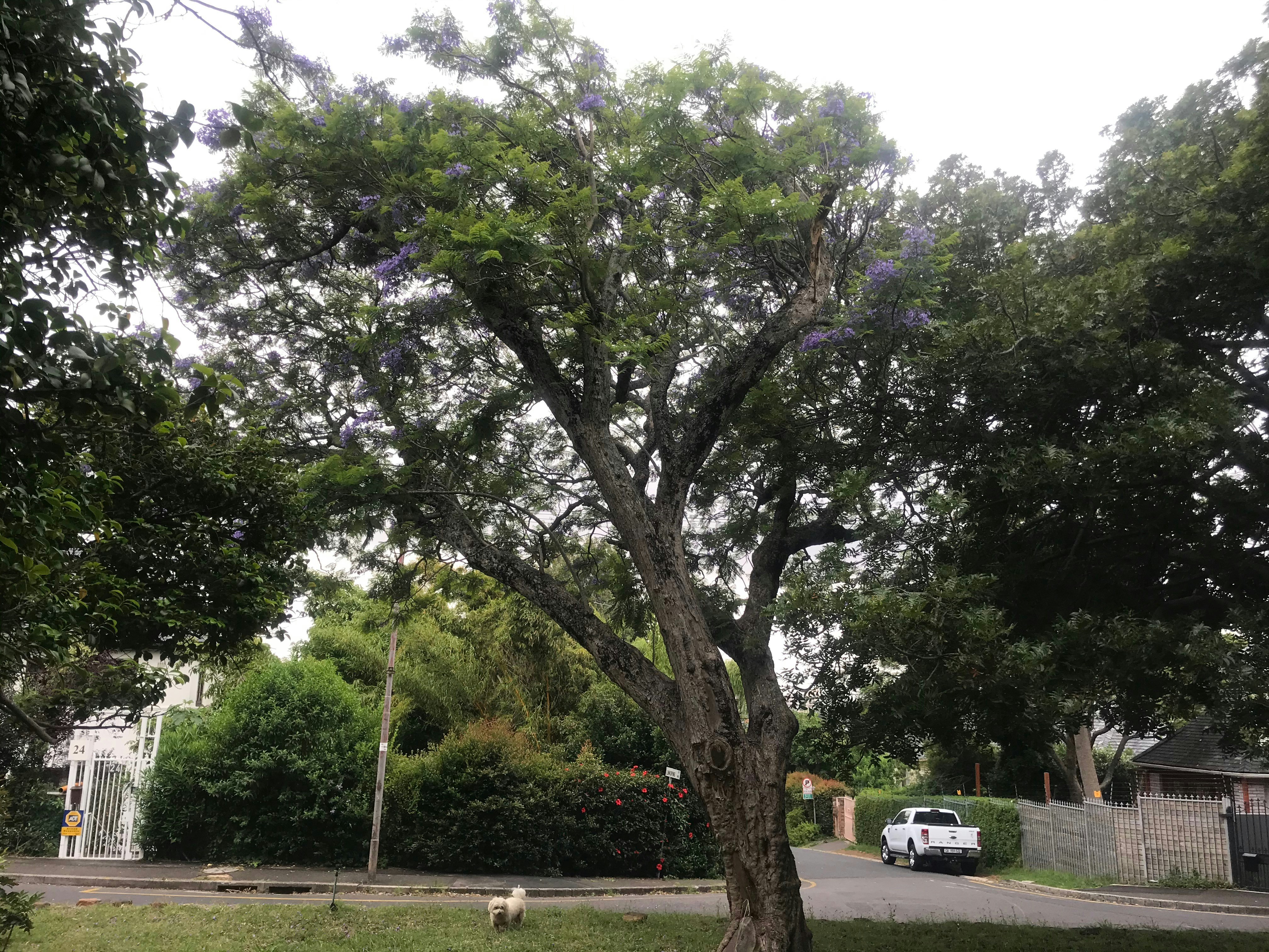 jacaranda tree, pick up truck, Maltese poodle and maximum security fencing in the suburbs