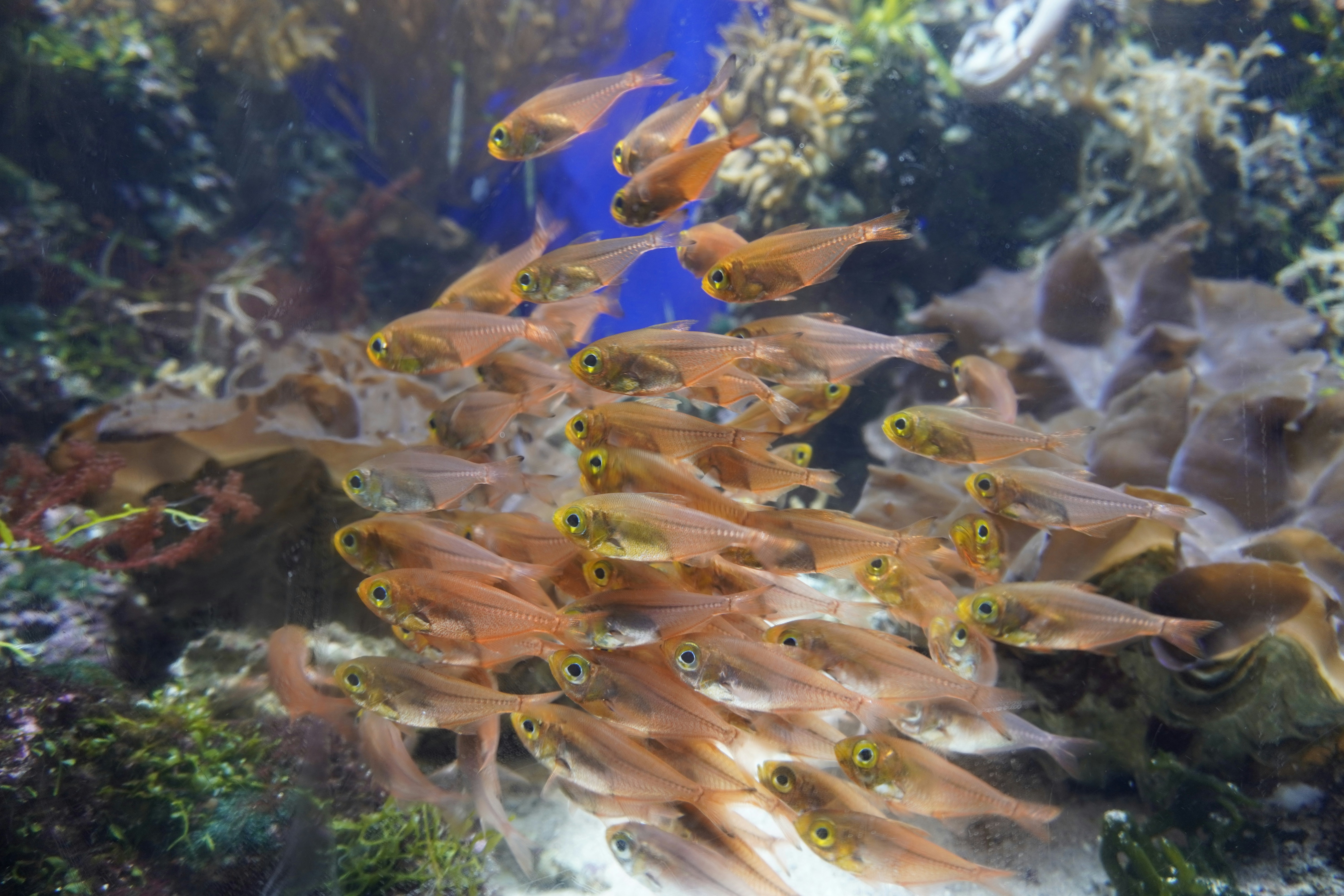 School of small orange fish photo – Free S.e.a. aquarium Image on Unsplash