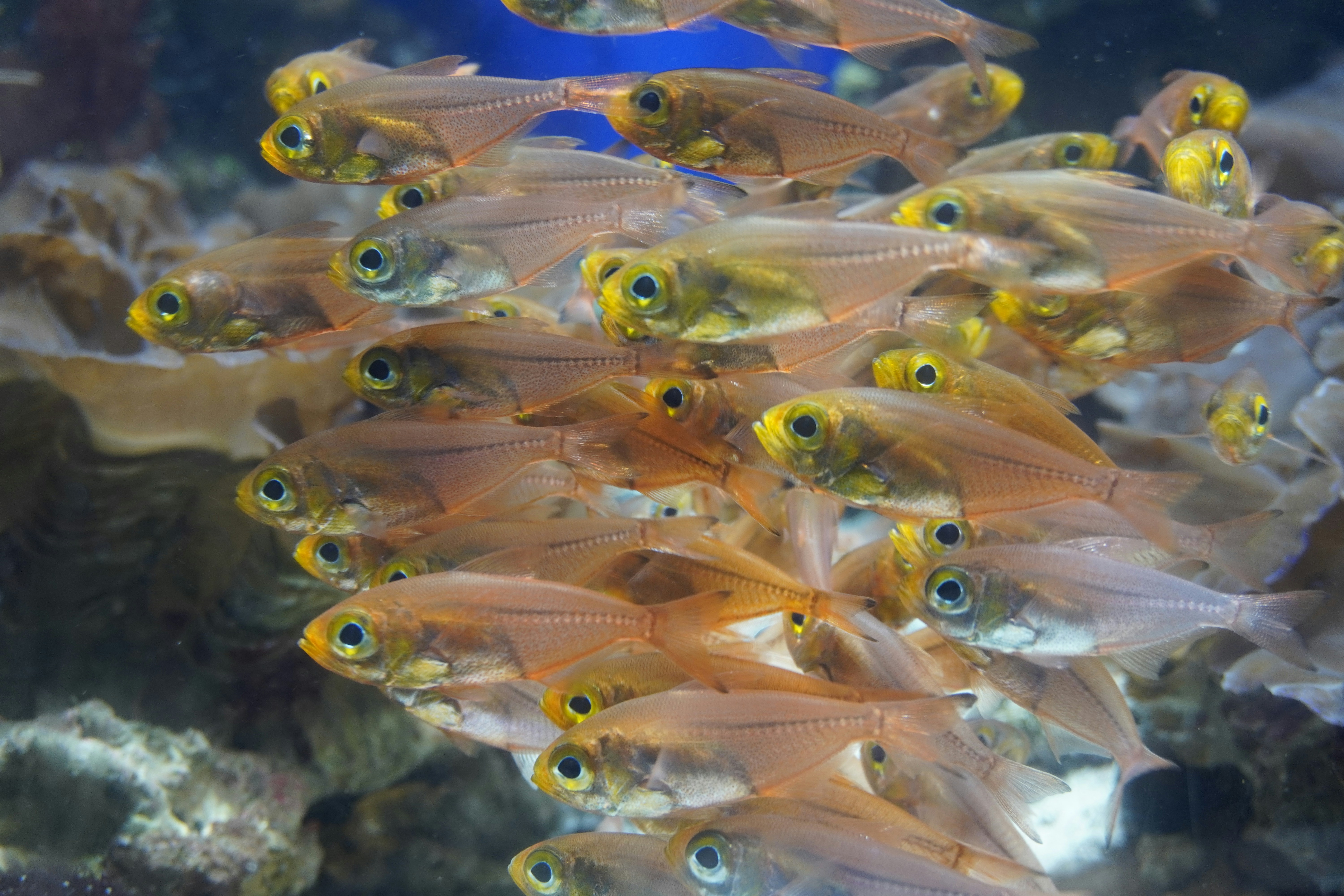 School of small orange fish photo – Free S.e.a. aquarium Image on Unsplash