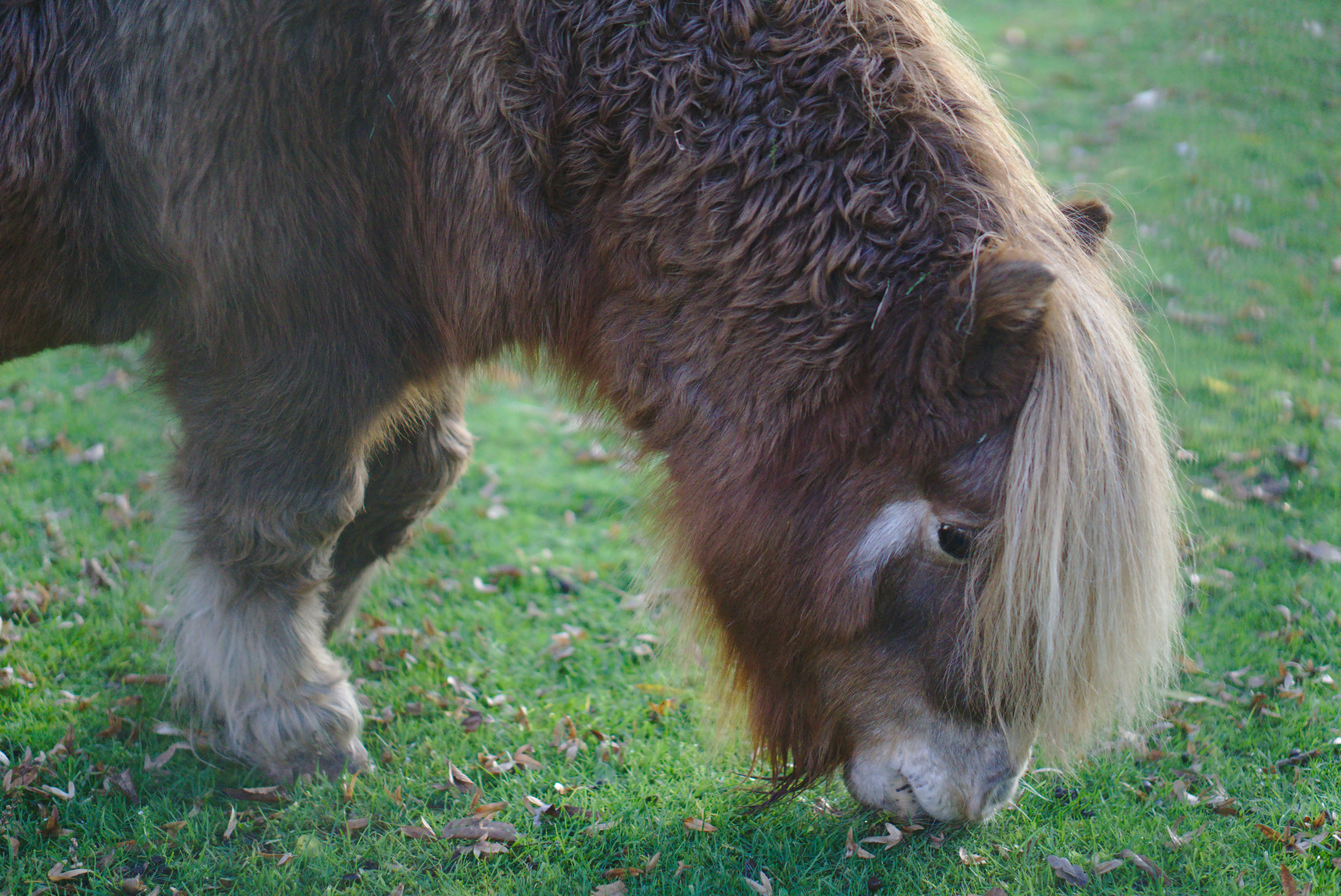 A pony with a thick mane bends down to graze on lush green grass, surrounded by fallen leaves in a serene setting.