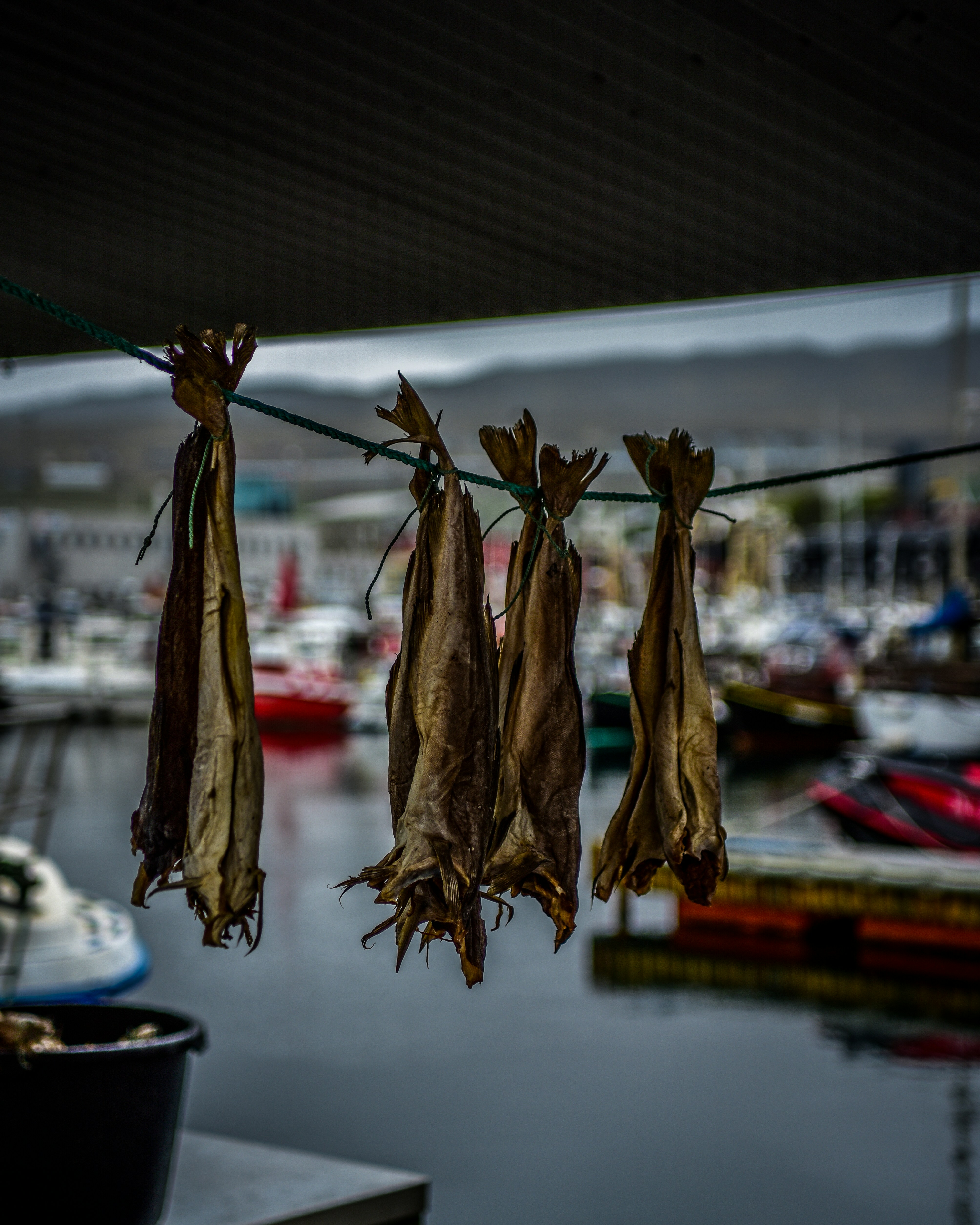Dried-Fish Line Over a Quiet Harbor