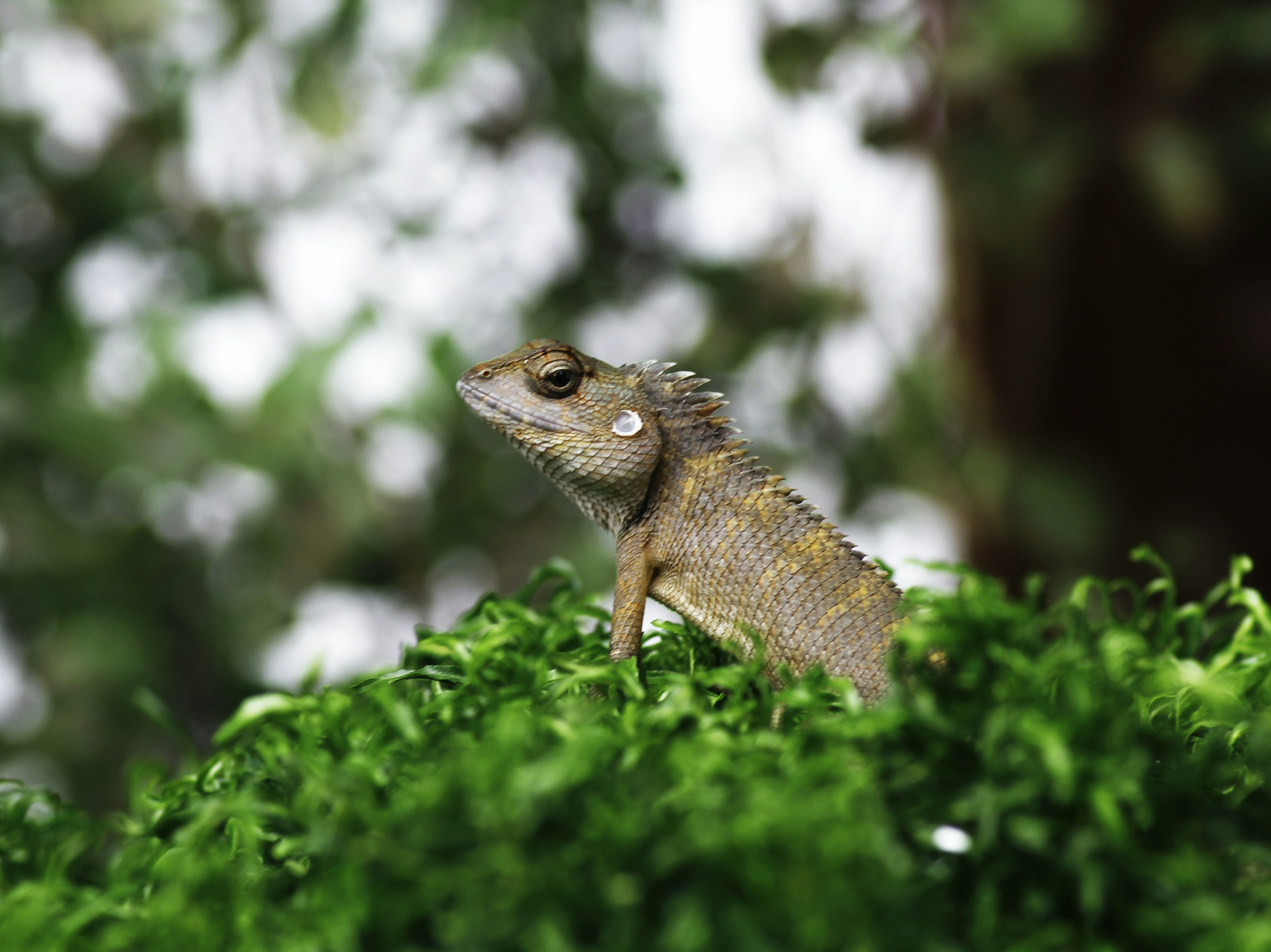 Lizard Sentinel on Mossy Green Ridge
