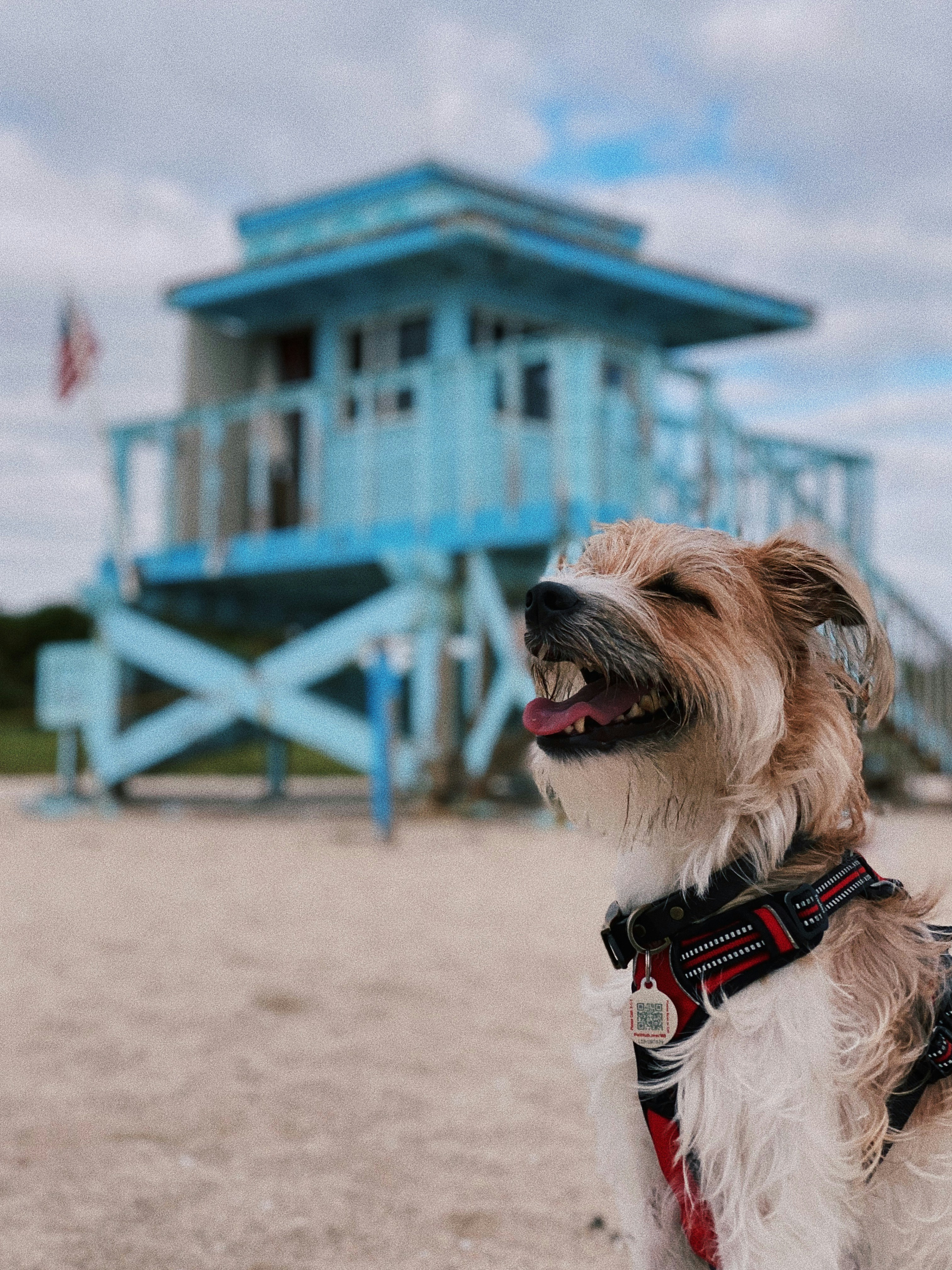 Lifeguard on a Sunny Beach: A Grinning Terrier by the Blue Watchtower