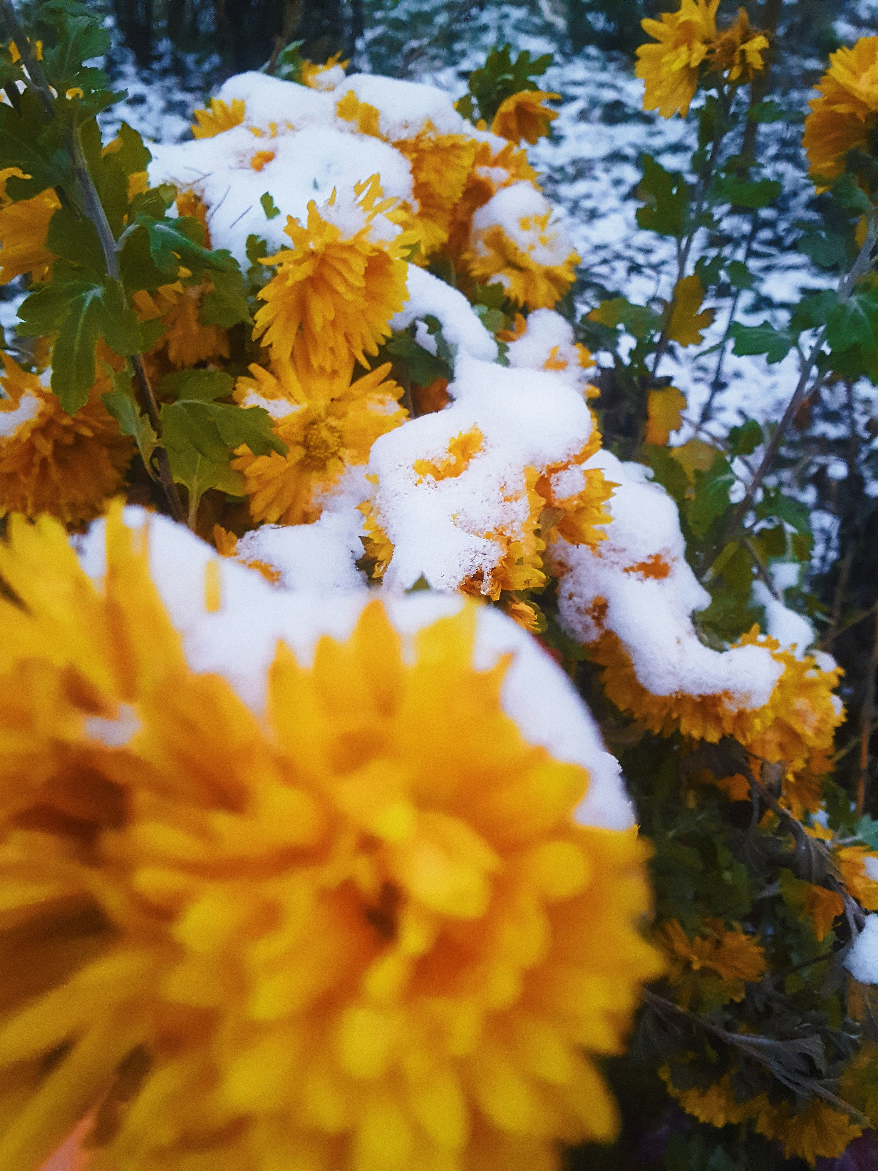 Snow-topped Chrysanthemums: a Warm Burst Against Winter's Quiet