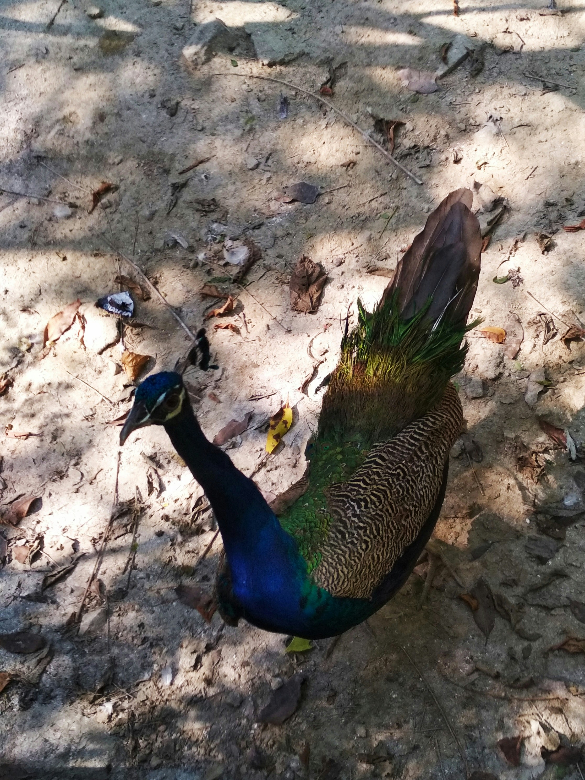 A peacock showcasing its vibrant plumage amidst a natural setting, surrounded by fallen leaves. The intricate patterns of its feathers are highlighted by dappled sunlight.