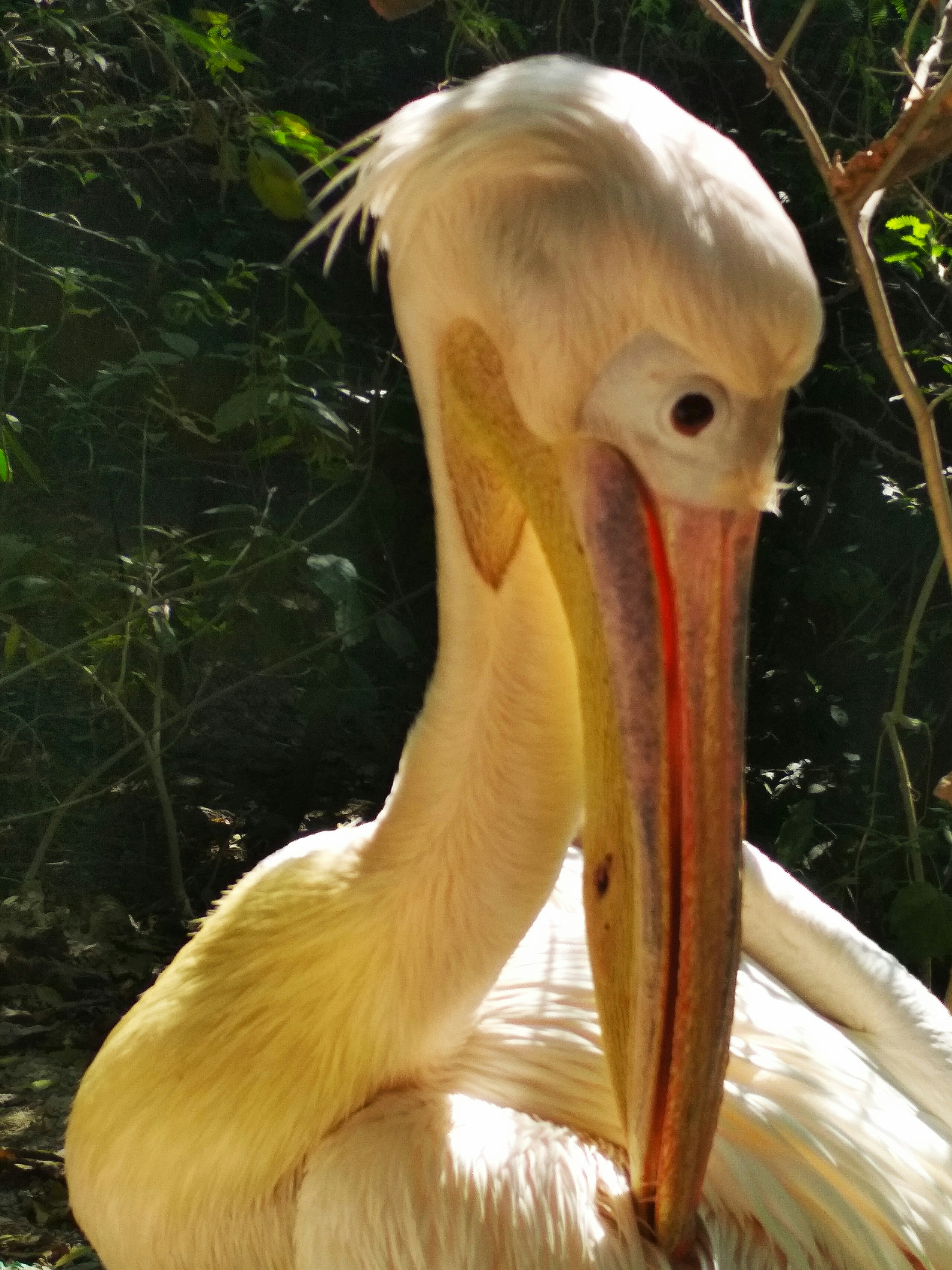 Beige bird photo – Free Animal Image on Unsplash